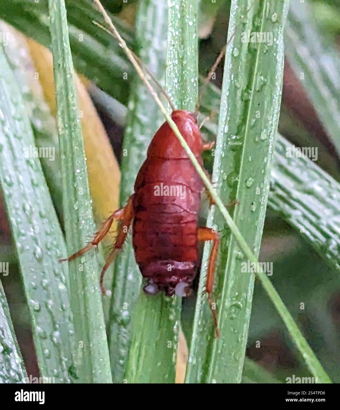 Cockroaches and Termites (Blattodea Stock Photo - Alamy