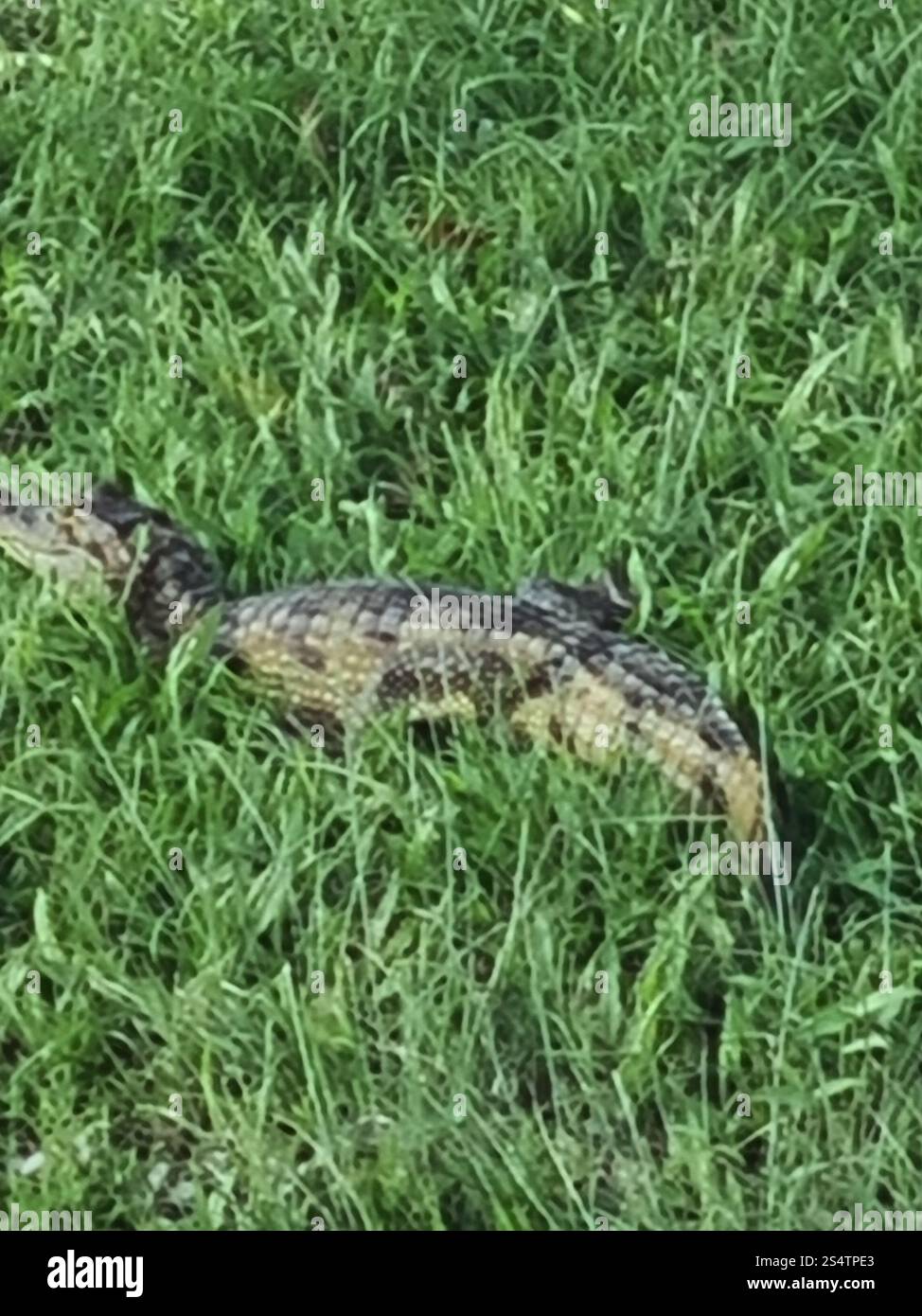 Spectacled Caiman (Caiman crocodilus Stock Photo - Alamy