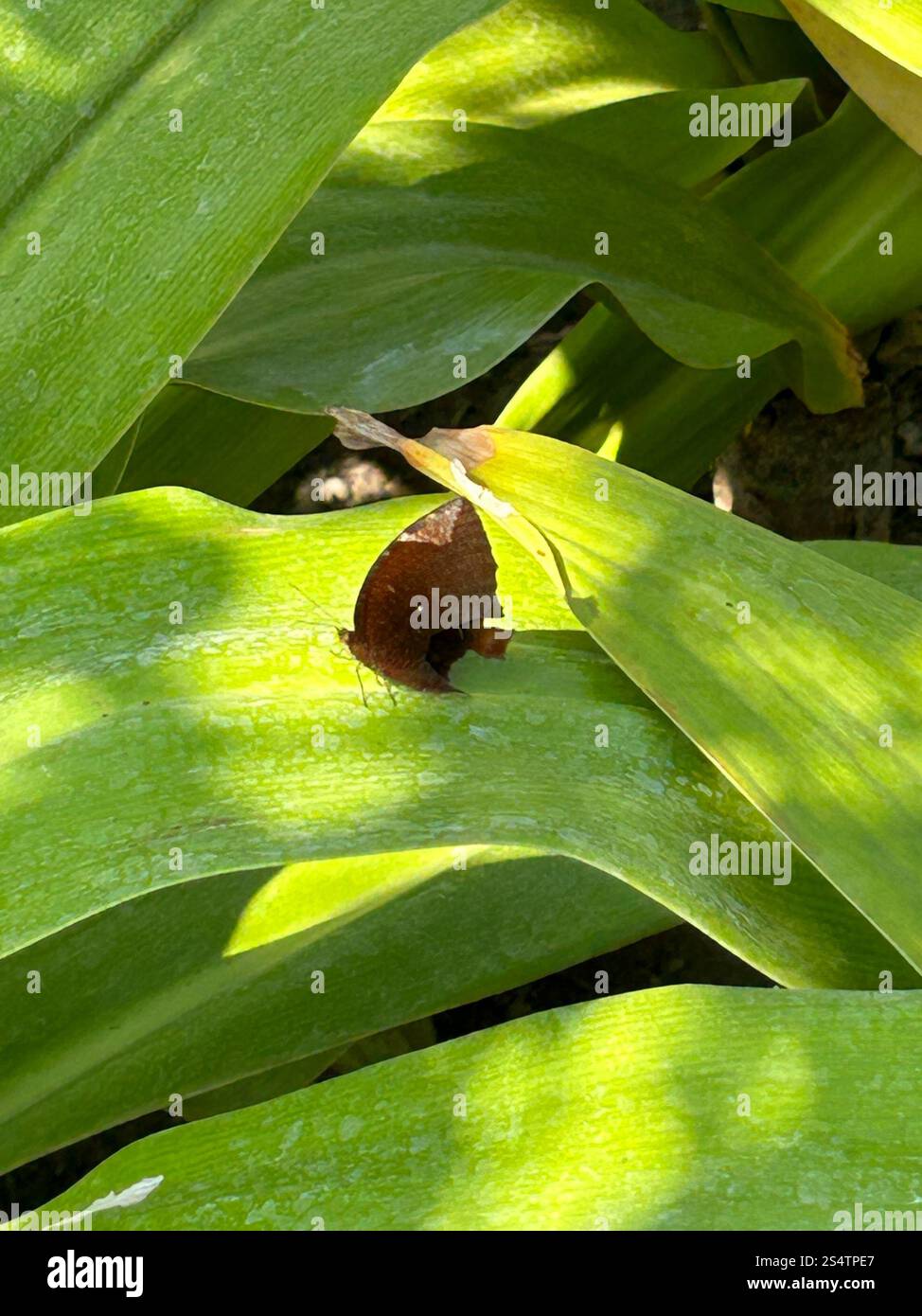 Common Palmfly (Elymnias hypermnestra Stock Photo - Alamy