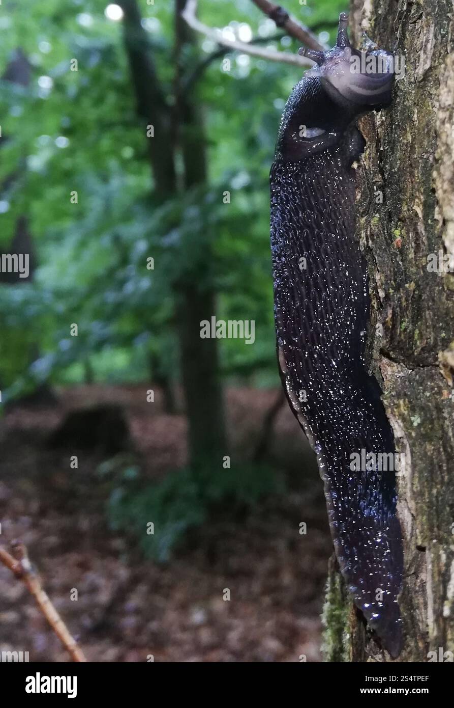 Ash-black Slug (Limax cinereoniger Stock Photo - Alamy