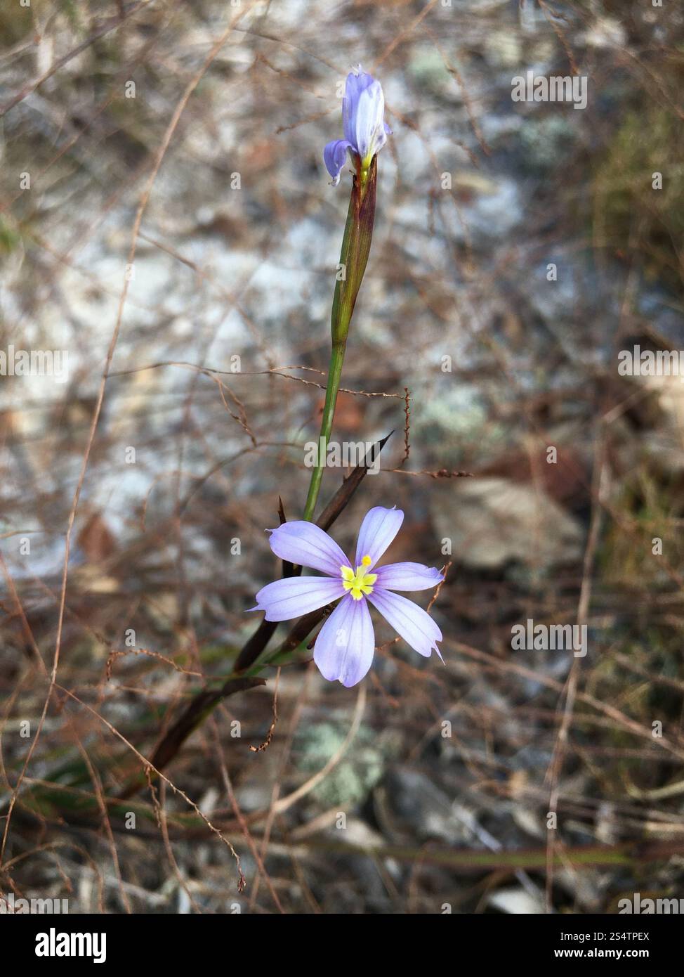Jeweled Blue-eyed Grass (Sisyrinchium xerophyllum Stock Photo - Alamy