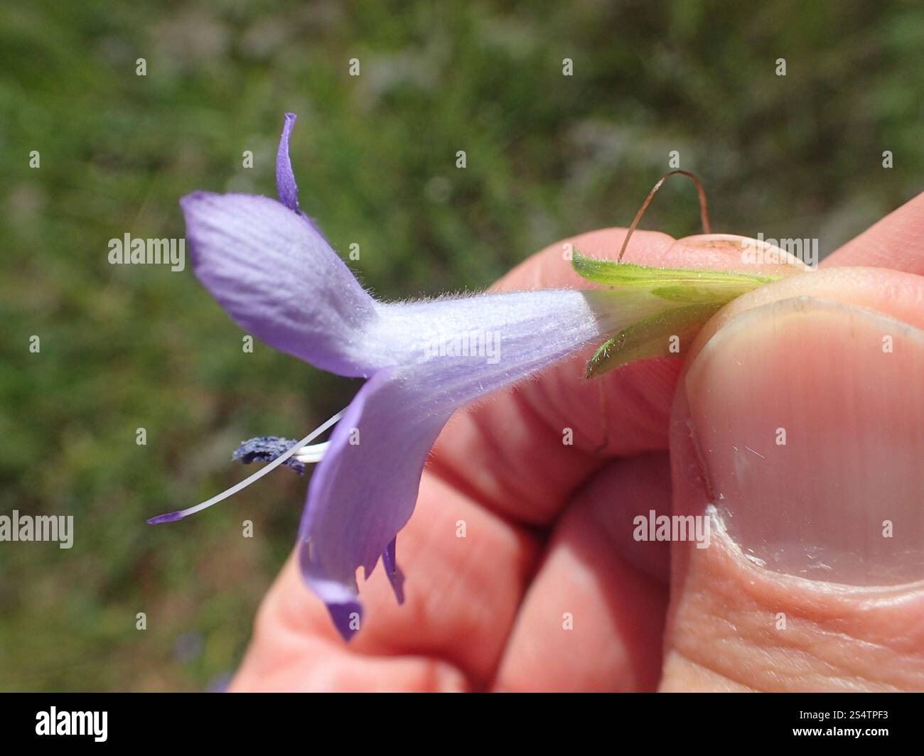 Blue Bushviolet (Barleria obtusa Stock Photo - Alamy