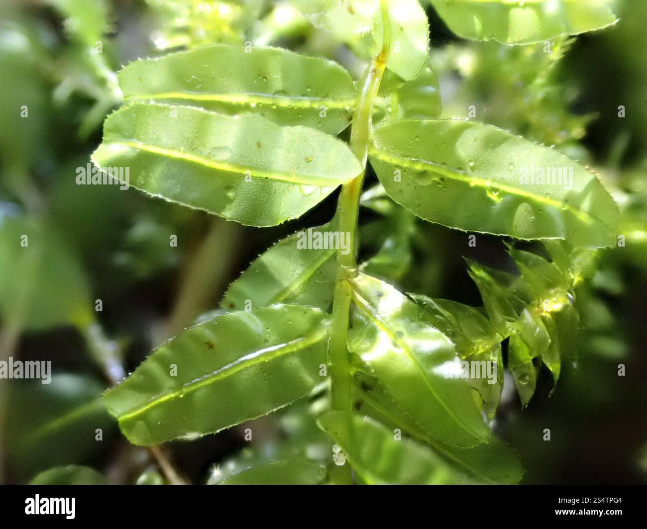Palm-tree Moss (Plagiomnium undulatum Stock Photo - Alamy