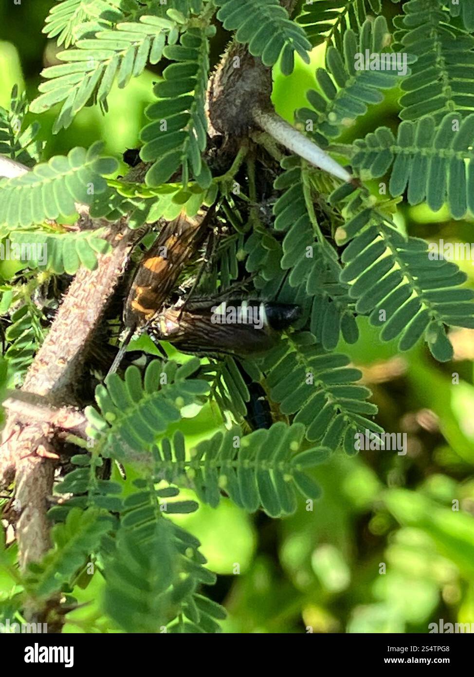 Caribbean scoliid wasp (Dielis dorsata Stock Photo - Alamy