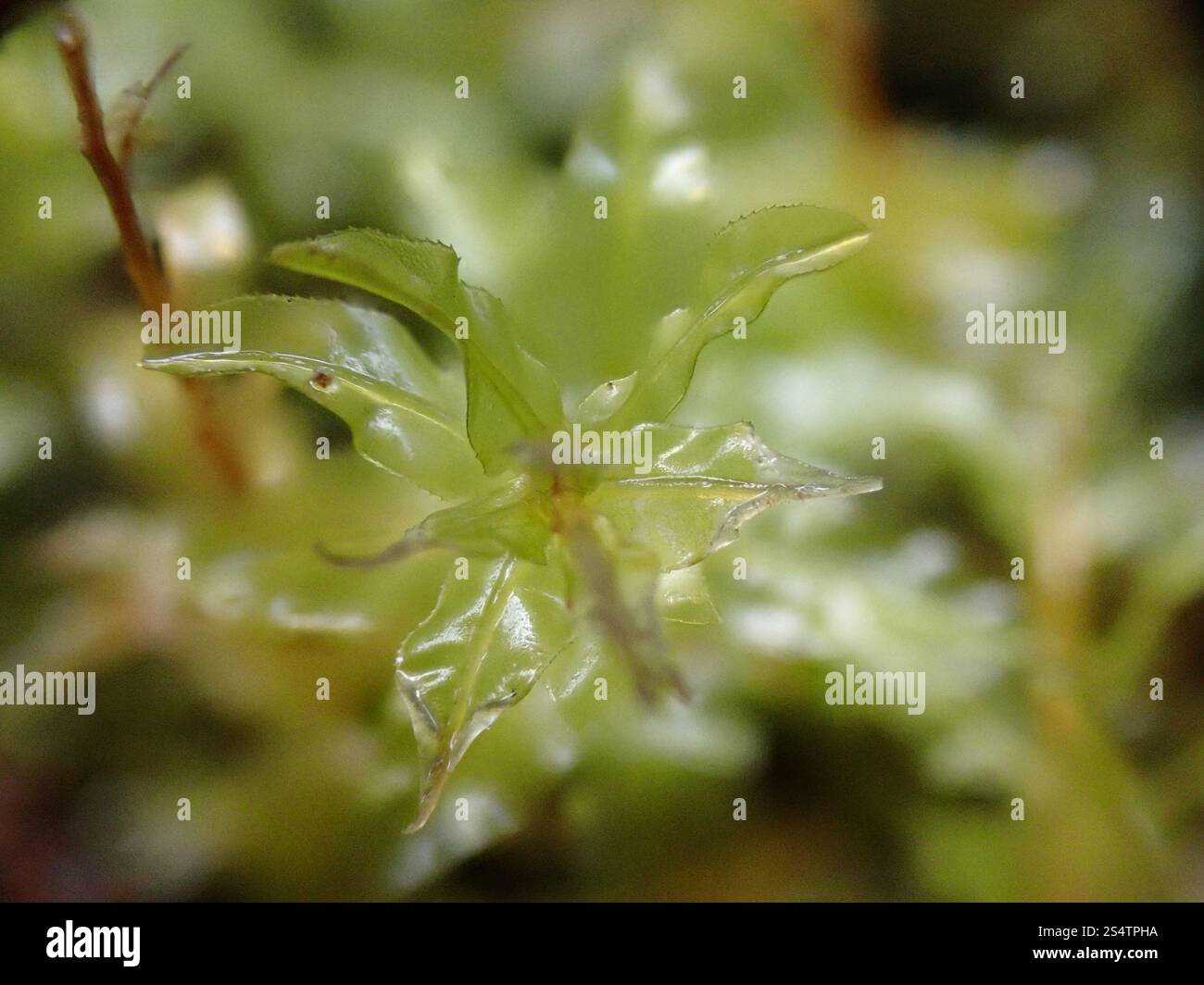 Palm-tree Moss (Plagiomnium undulatum Stock Photo - Alamy