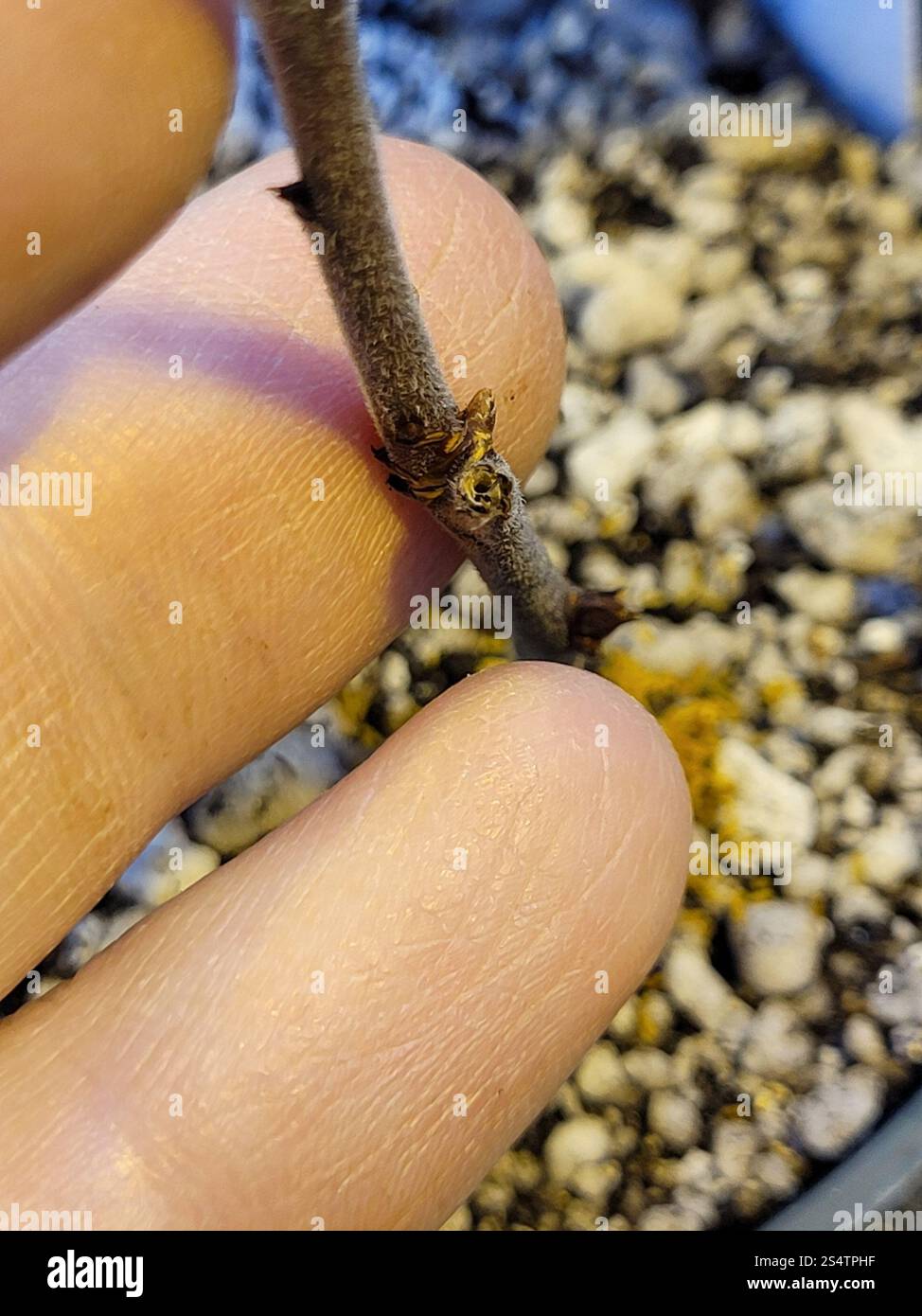 Blueberry Tip Borer Moth (Hendecaneura shawiana Stock Photo - Alamy