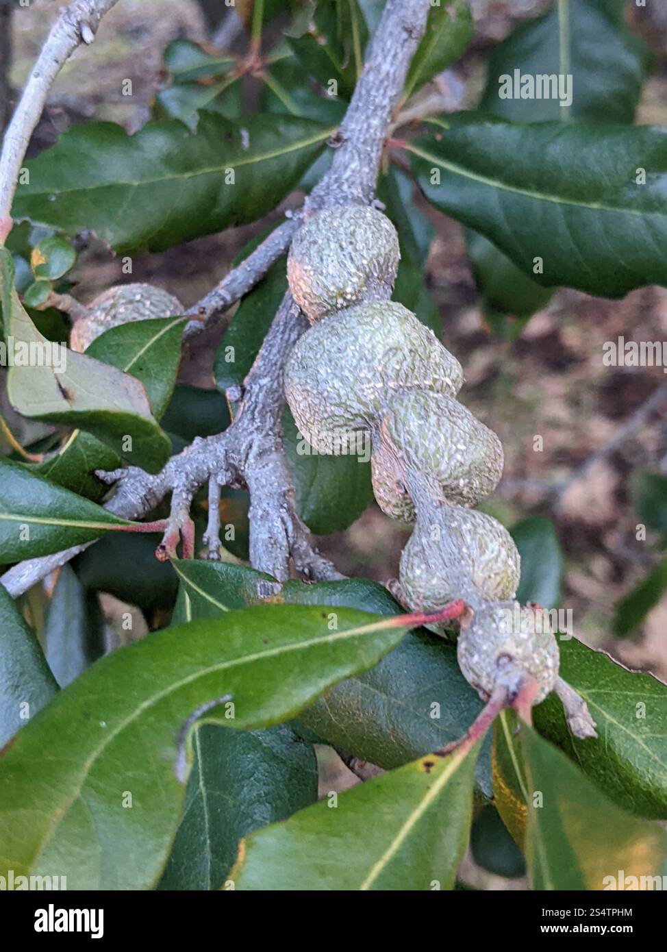 Southern Live Oak Stem Gall Wasp (Callirhytis quercusbatatoides Stock ...