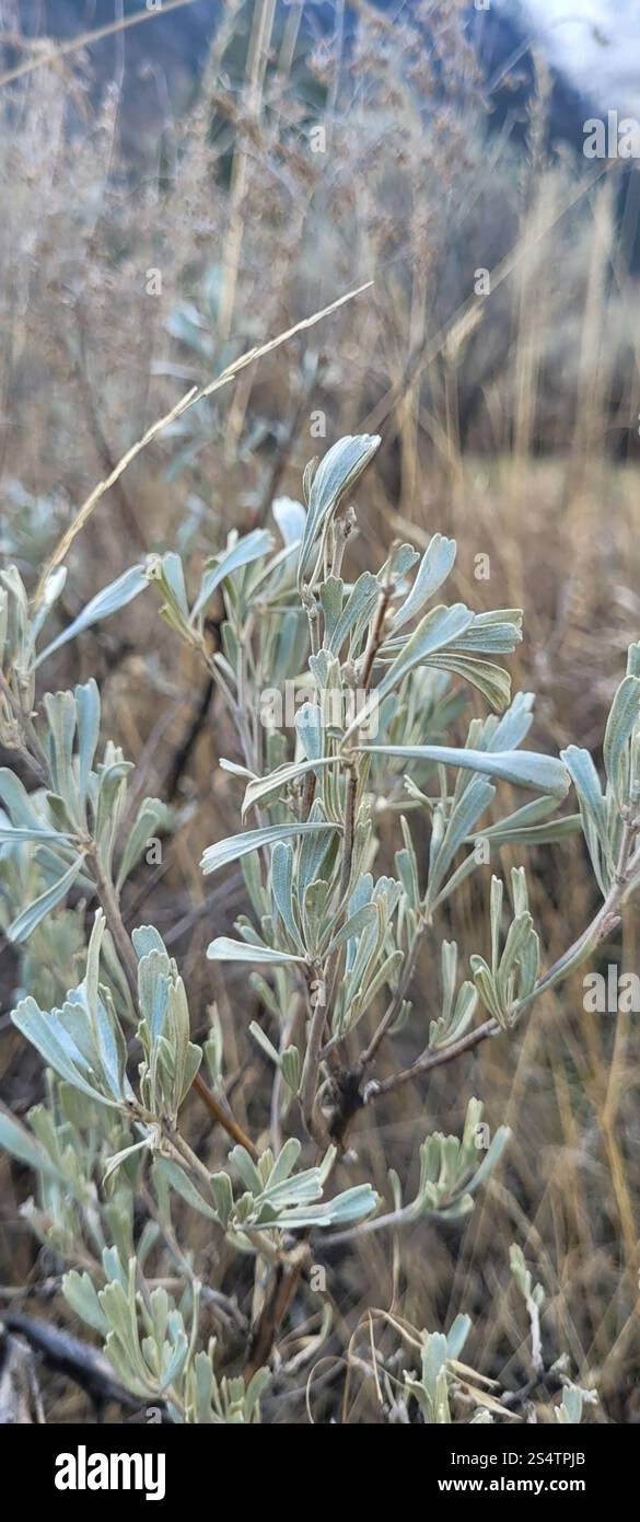 Big Sagebrush (Artemisia tridentata Stock Photo - Alamy