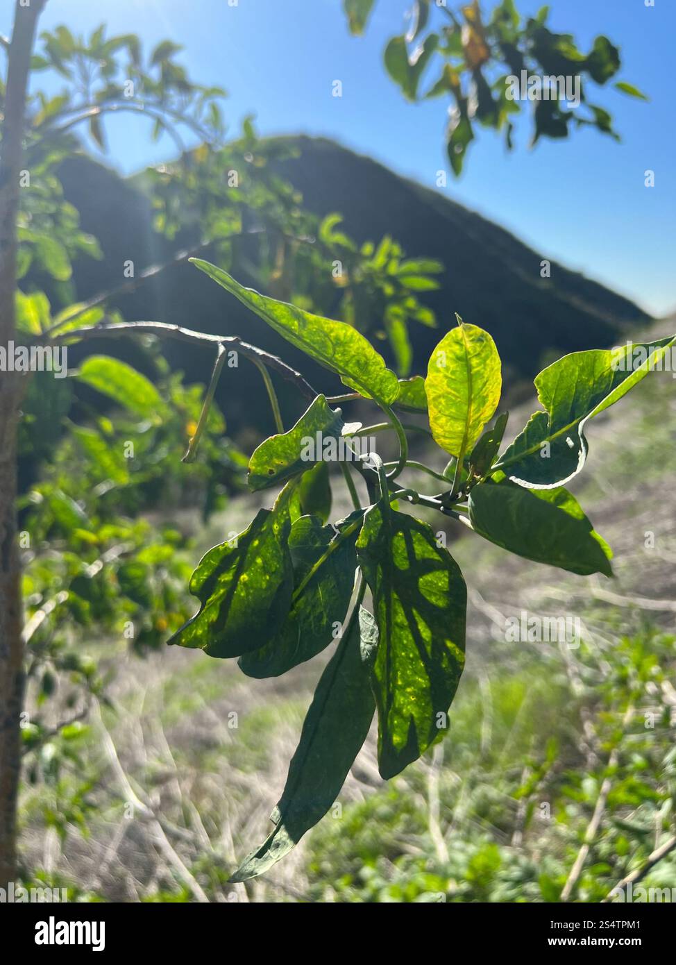 tree tobacco (Nicotiana glauca Stock Photo - Alamy