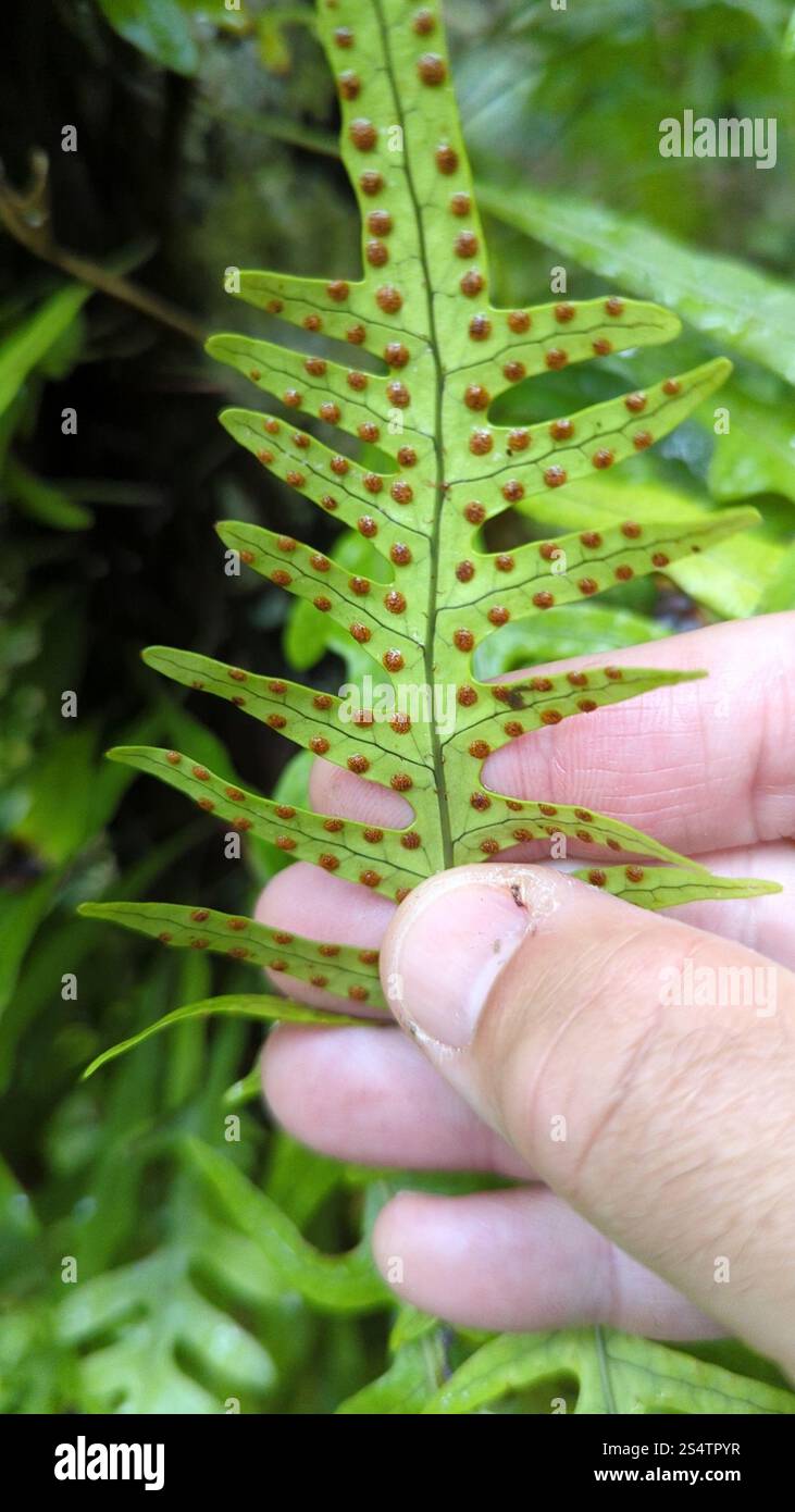 Fragrant Fern (Microsorum scandens Stock Photo - Alamy