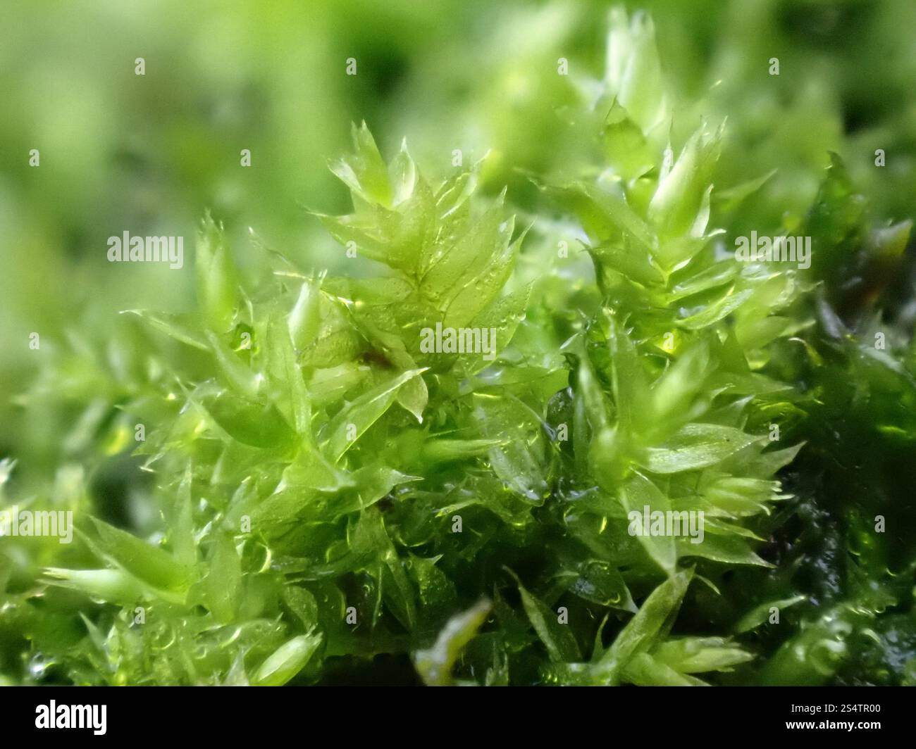Clustered Feather-moss (Rhynchostegium confertum Stock Photo - Alamy
