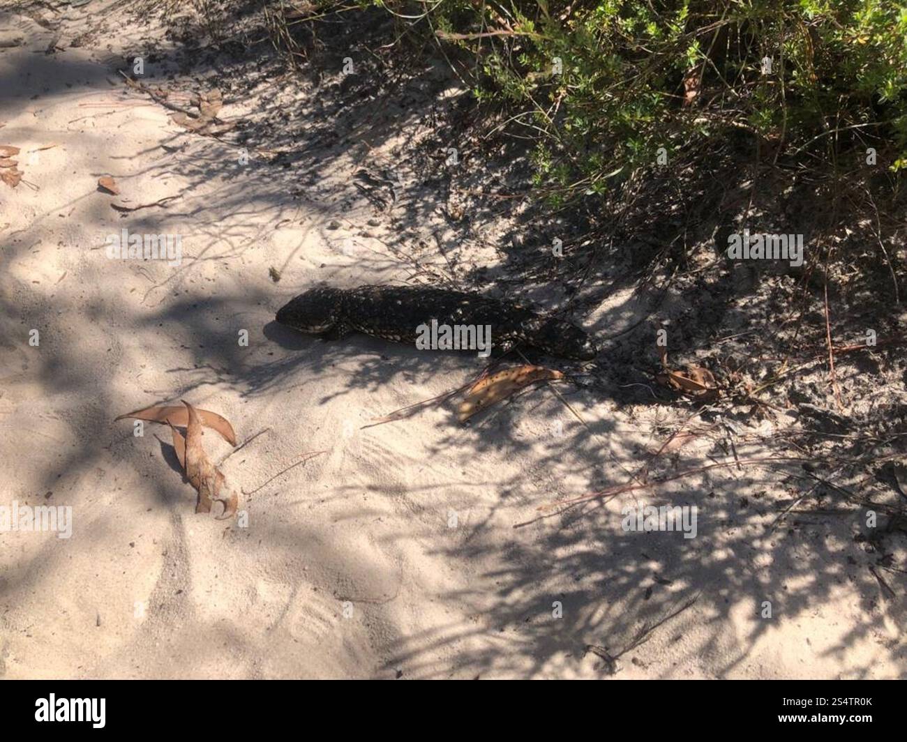 Shingleback (Tiliqua rugosa Stock Photo - Alamy