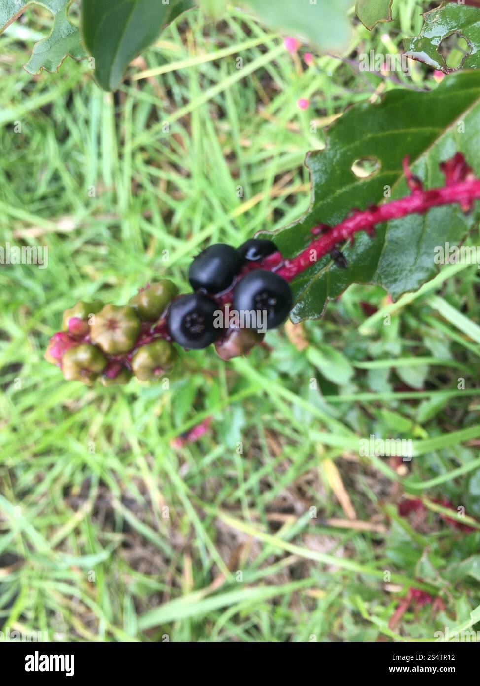 Inkweed (Phytolacca octandra Stock Photo - Alamy