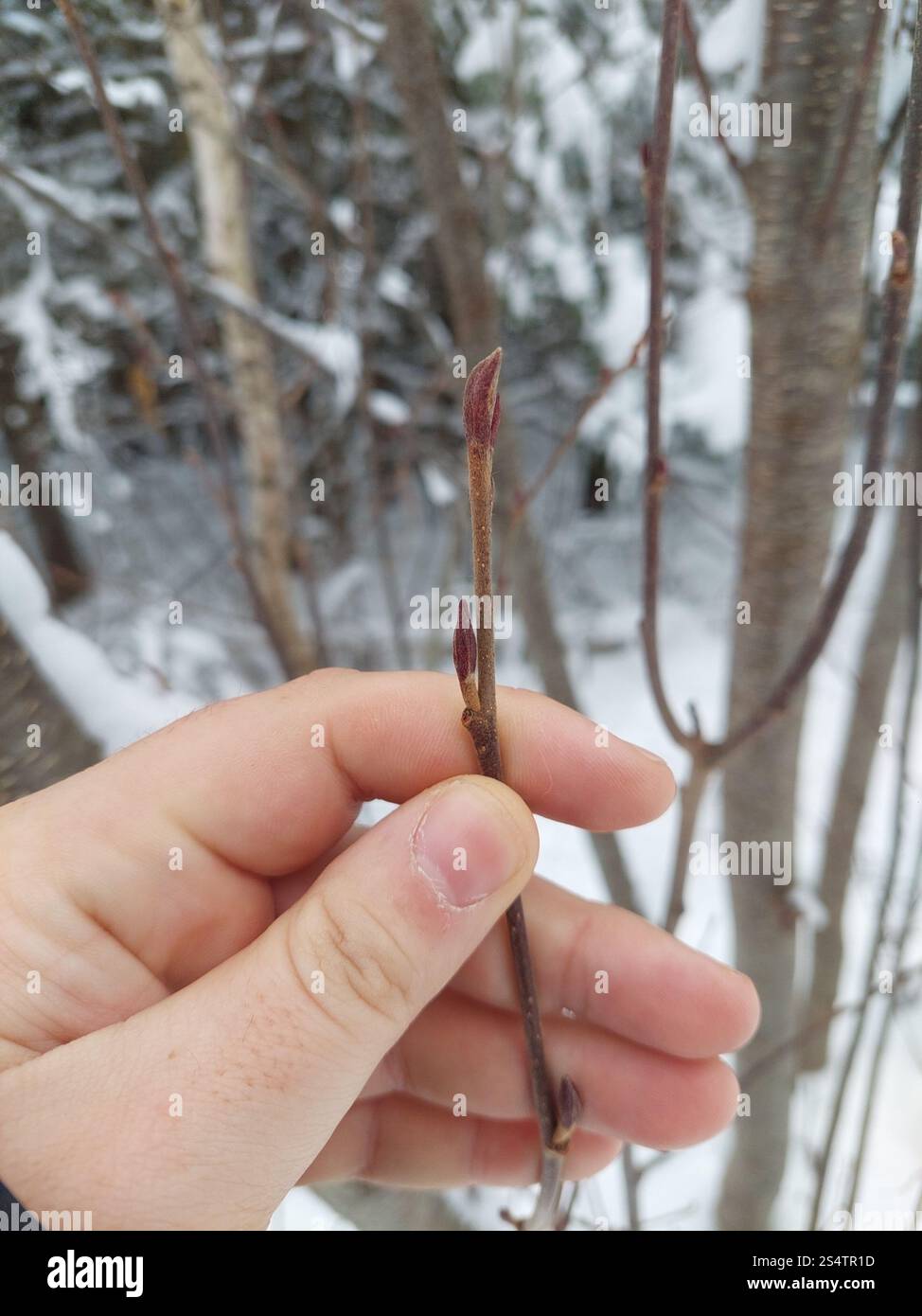 swamp alder (Alnus incana rugosa Stock Photo - Alamy
