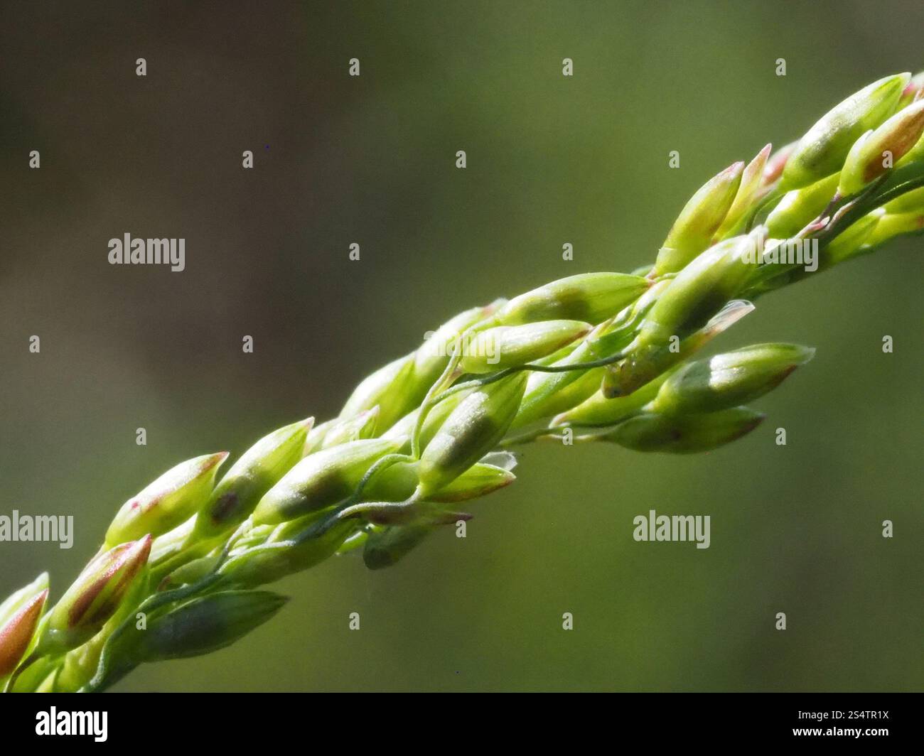 guinea grass (Megathyrsus maximus Stock Photo - Alamy