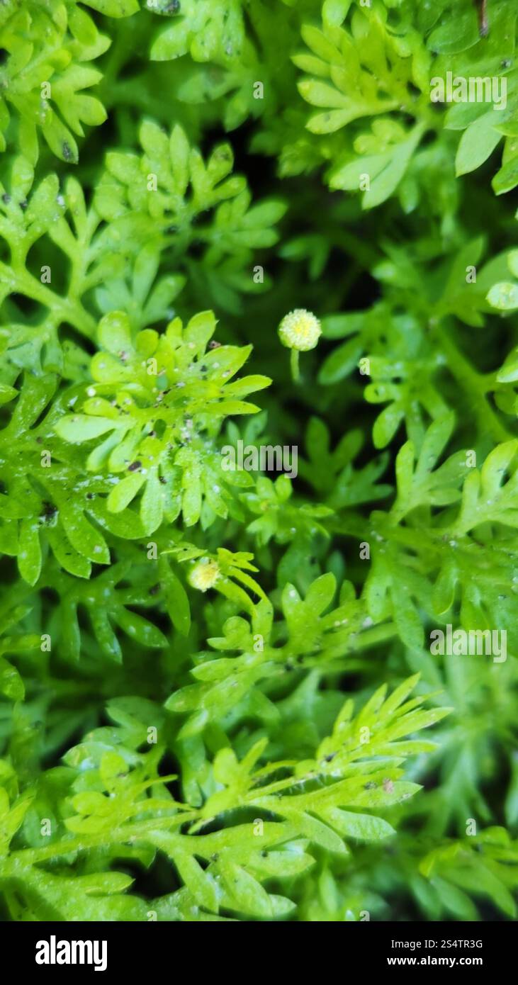 Common Cotula (Cotula australis Stock Photo - Alamy