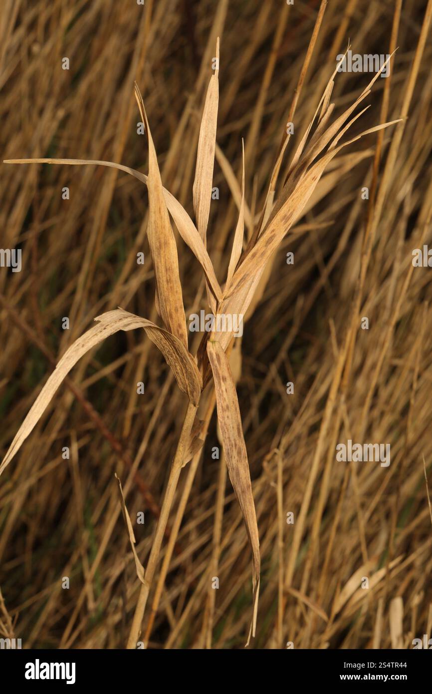 common reed (Phragmites australis Stock Photo - Alamy