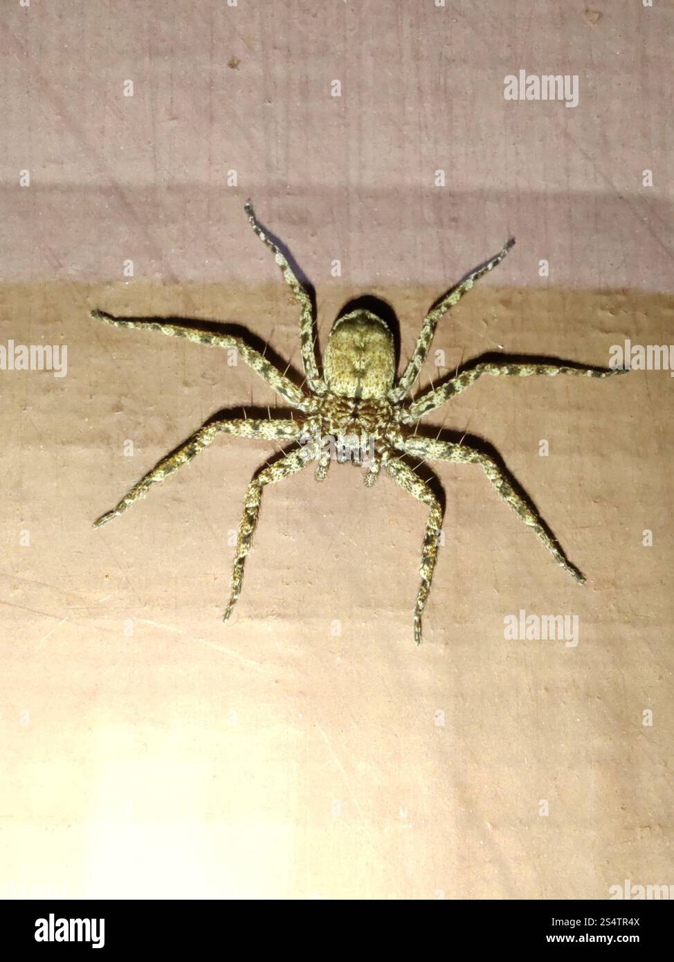 Crescent-eyed Spiders (Selenops Stock Photo - Alamy