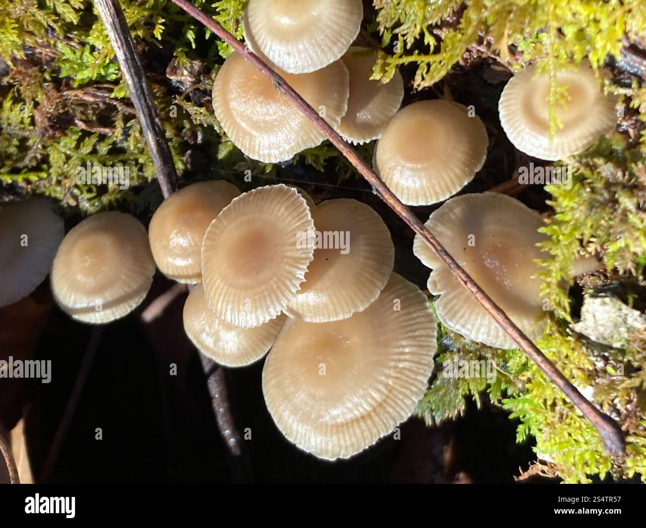 common bonnet (Mycena galericulata Stock Photo - Alamy