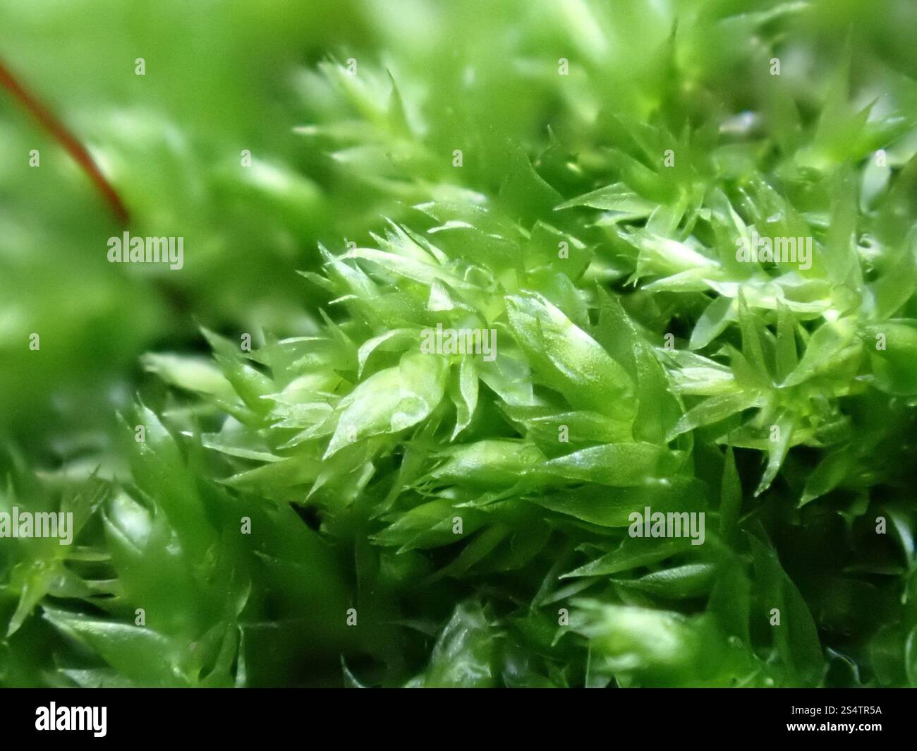 Clustered Feather-moss (Rhynchostegium confertum Stock Photo - Alamy