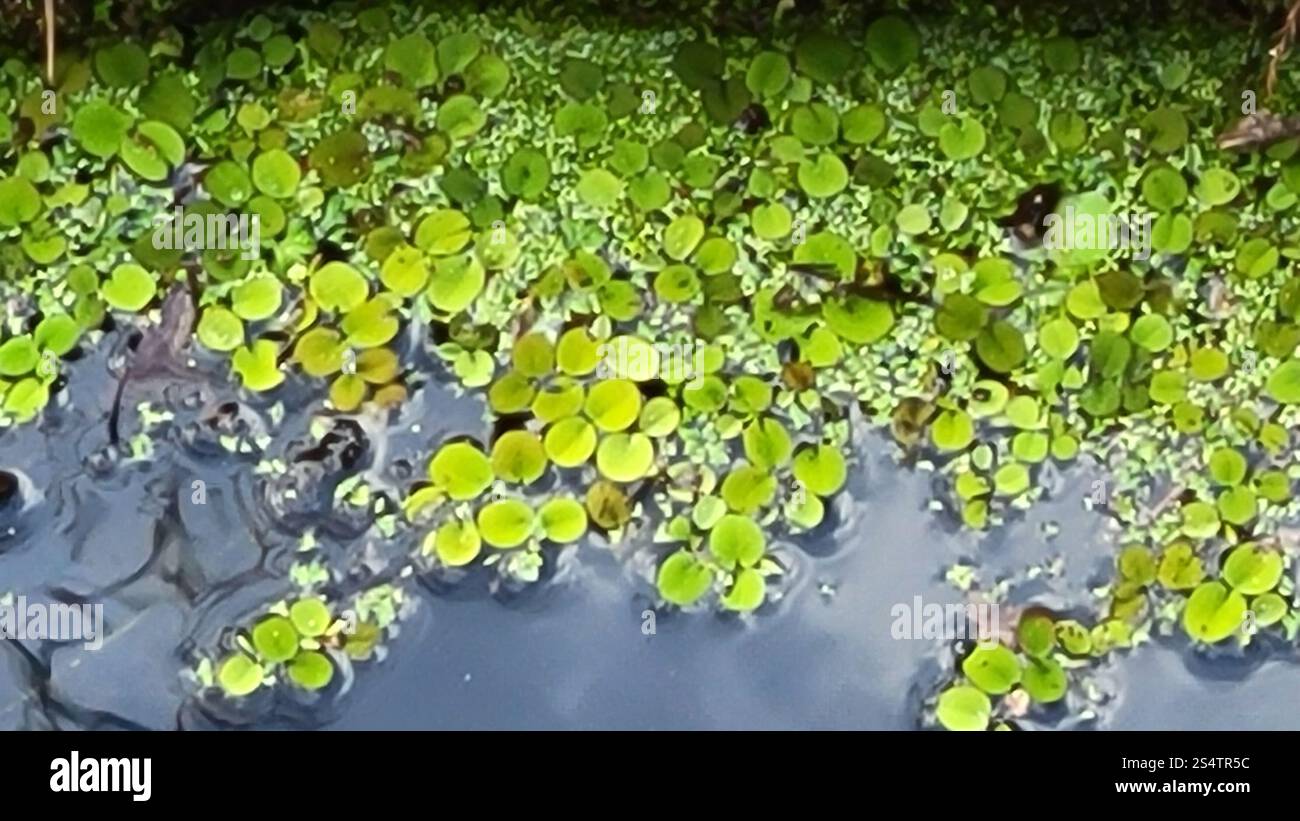 water spangles (Salvinia minima Stock Photo - Alamy