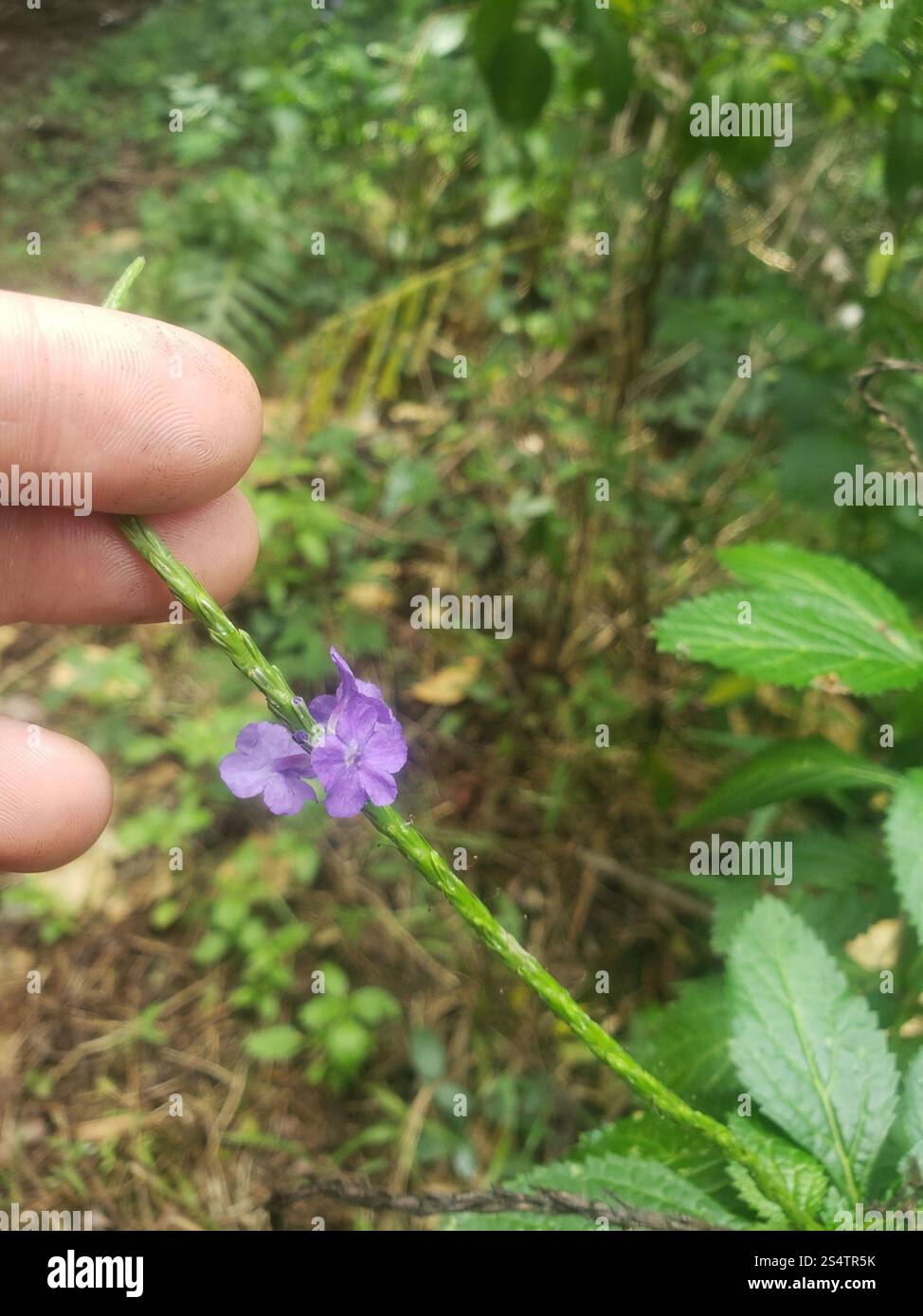 Rattail (Stachytarpheta cayennensis Stock Photo - Alamy