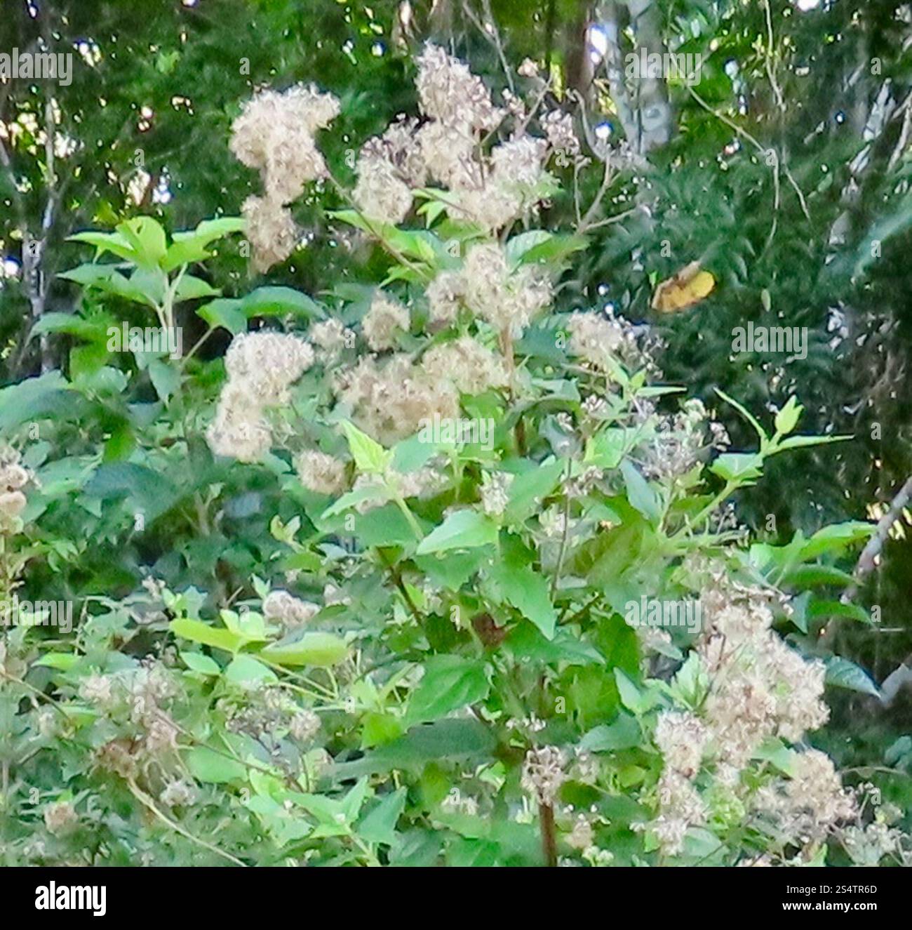 Siam weed (Chromolaena odorata Stock Photo - Alamy