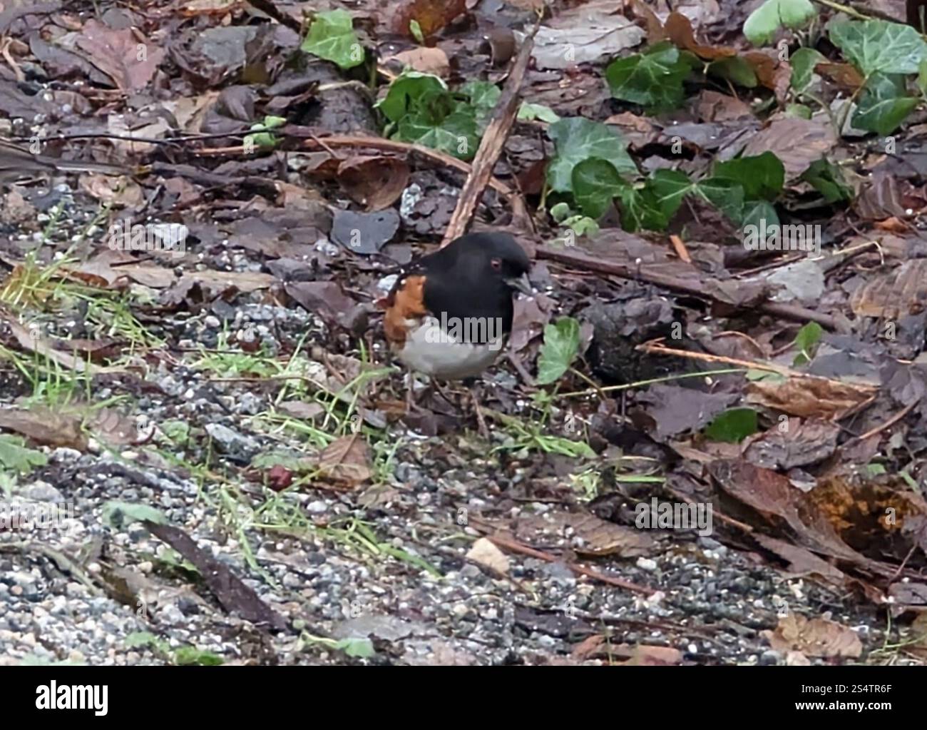 Spotted Towhee (Pipilo maculatus Stock Photo - Alamy