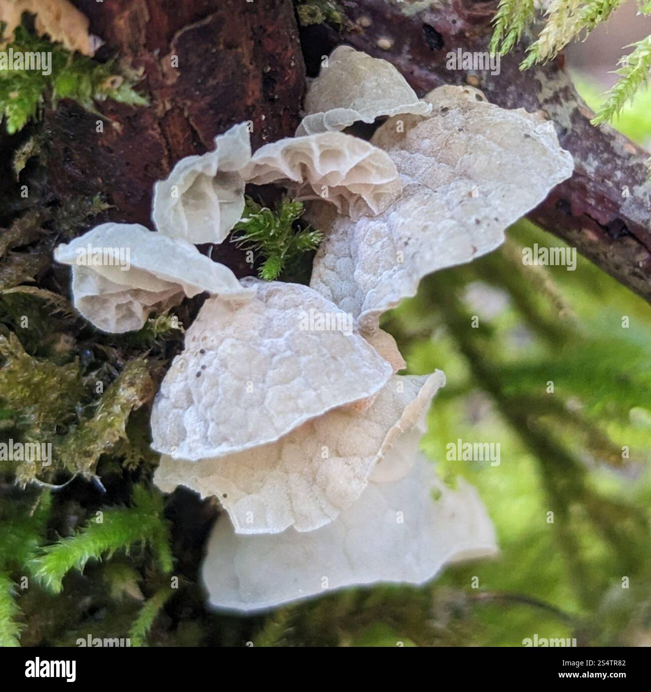 Fairy Parachutes (Marasmiellus candidus Stock Photo - Alamy