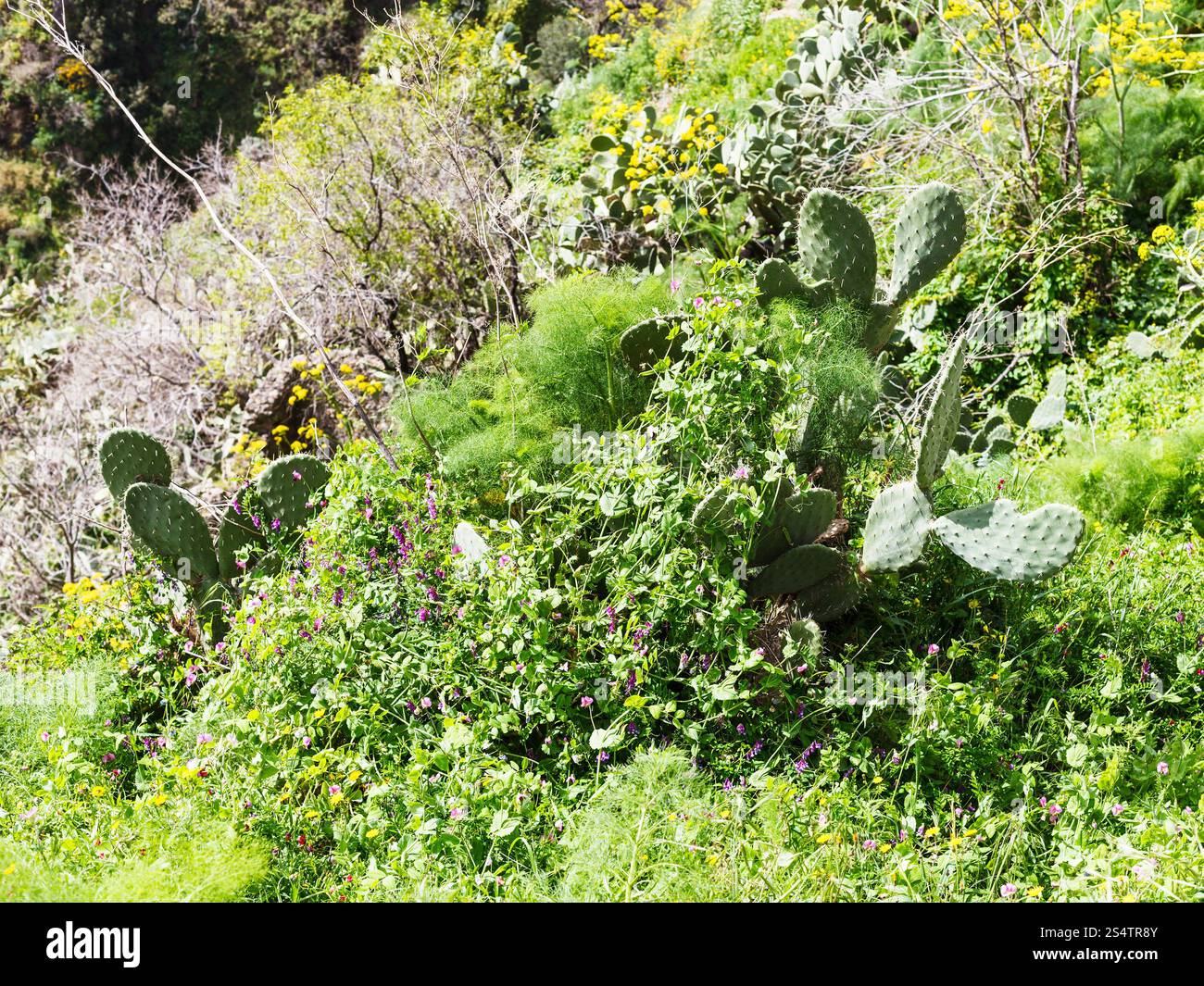 green grass, opuntia cactus, wild flowers in Sicily mountain in spring ...