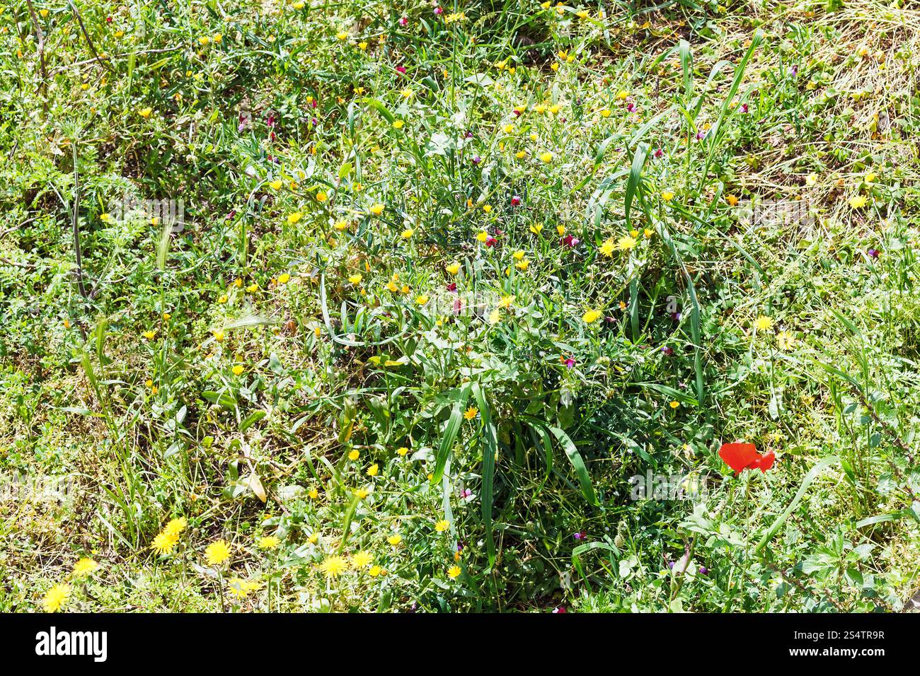 wild poppies and dandelions flowers in Sicily mountain in spring Stock ...