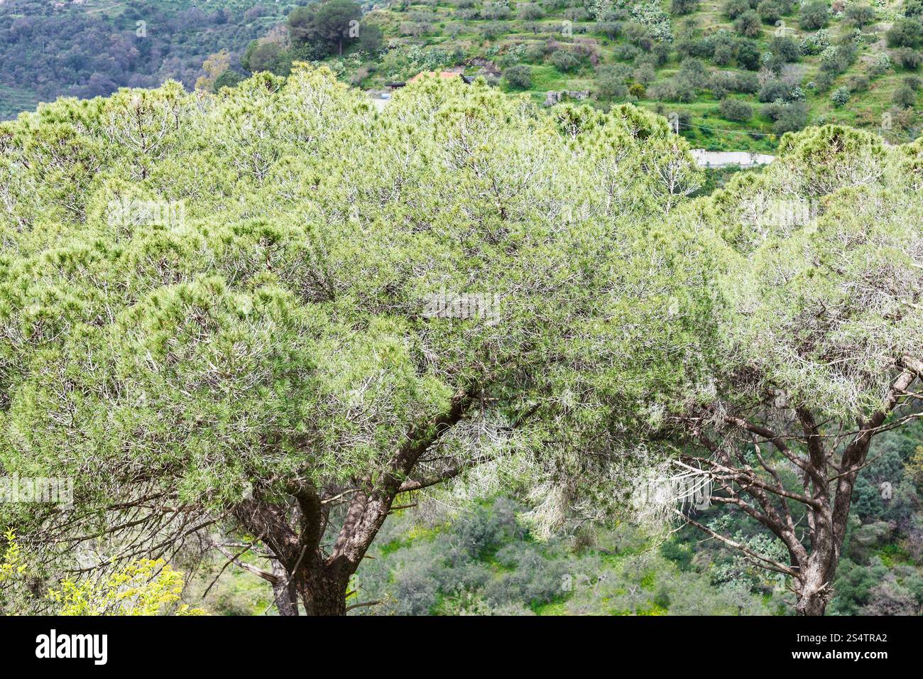 italian stone pine trees in Sicily in spring Stock Photo - Alamy