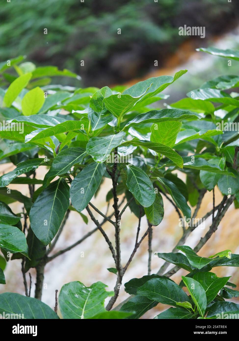 Hauili fig tree (Ficus septica Stock Photo - Alamy