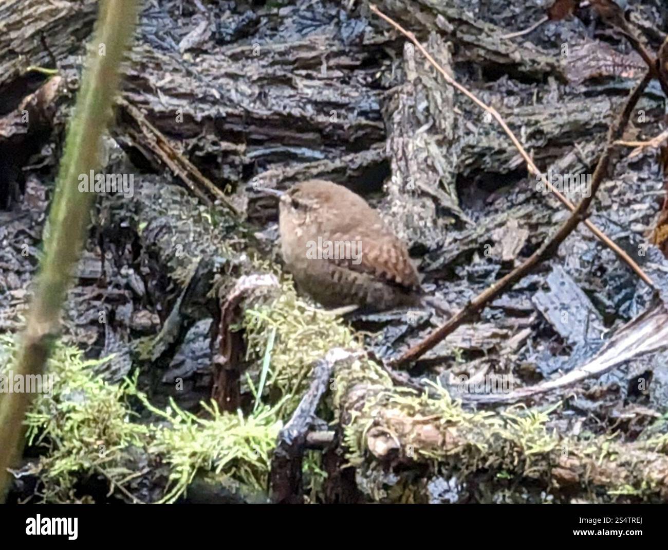 Pacific Wren (Troglodytes pacificus Stock Photo - Alamy