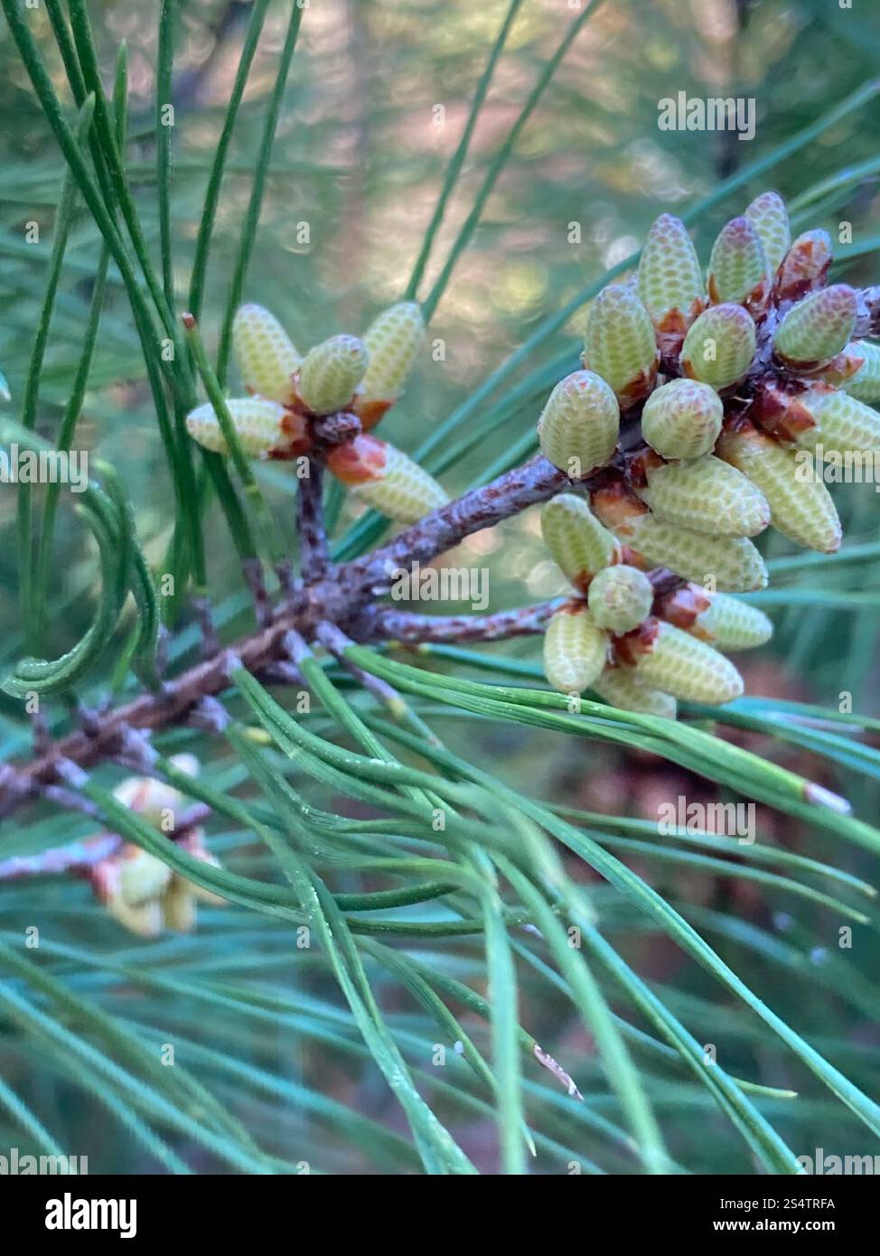 sand pine (Pinus clausa Stock Photo - Alamy