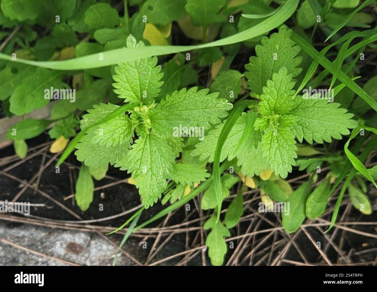 Dwarf Nettle (Urtica urens Stock Photo - Alamy