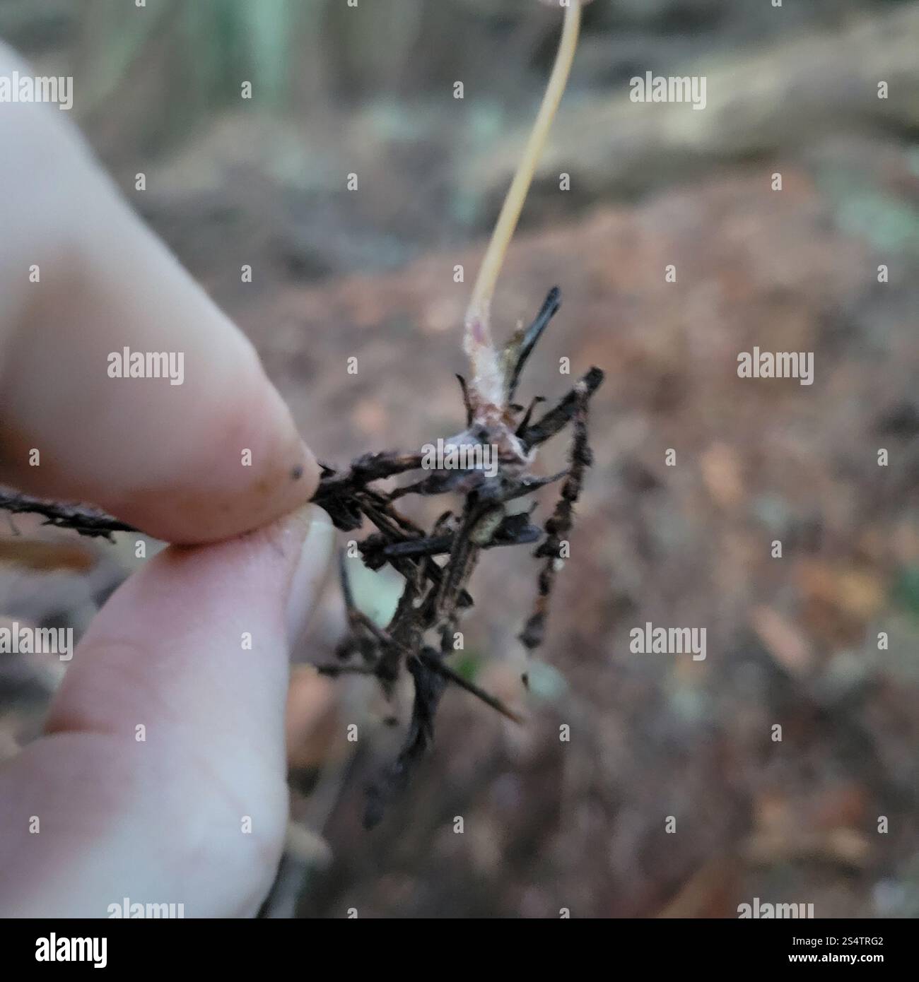 Bleeding Bonnet (Mycena sanguinolenta Stock Photo - Alamy