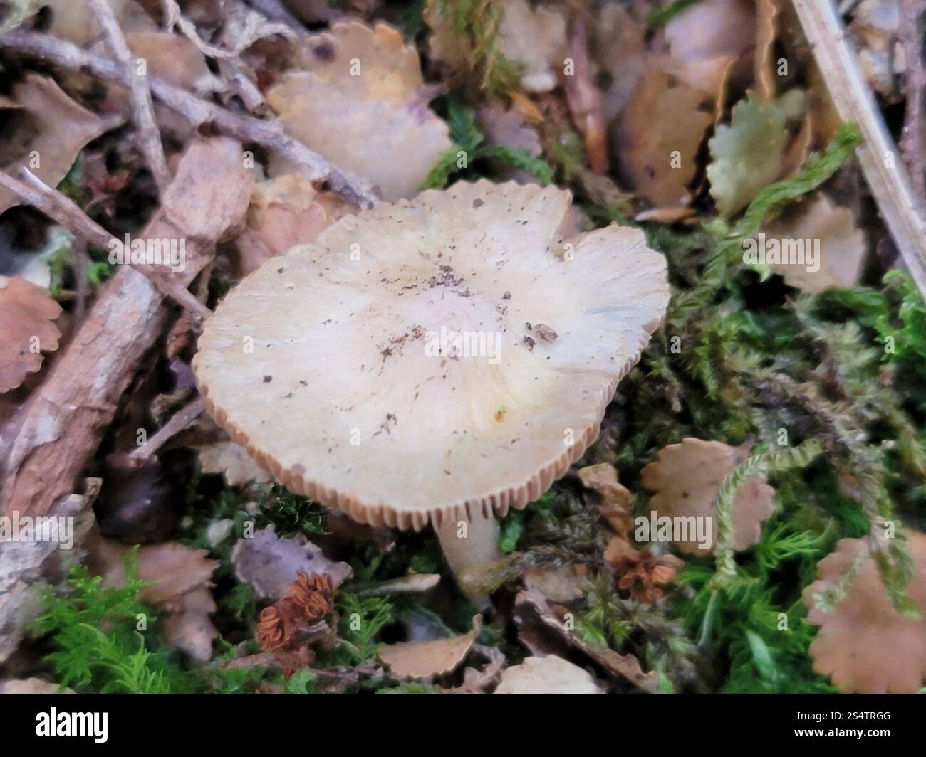 Fiber Caps (Inocybe Stock Photo - Alamy