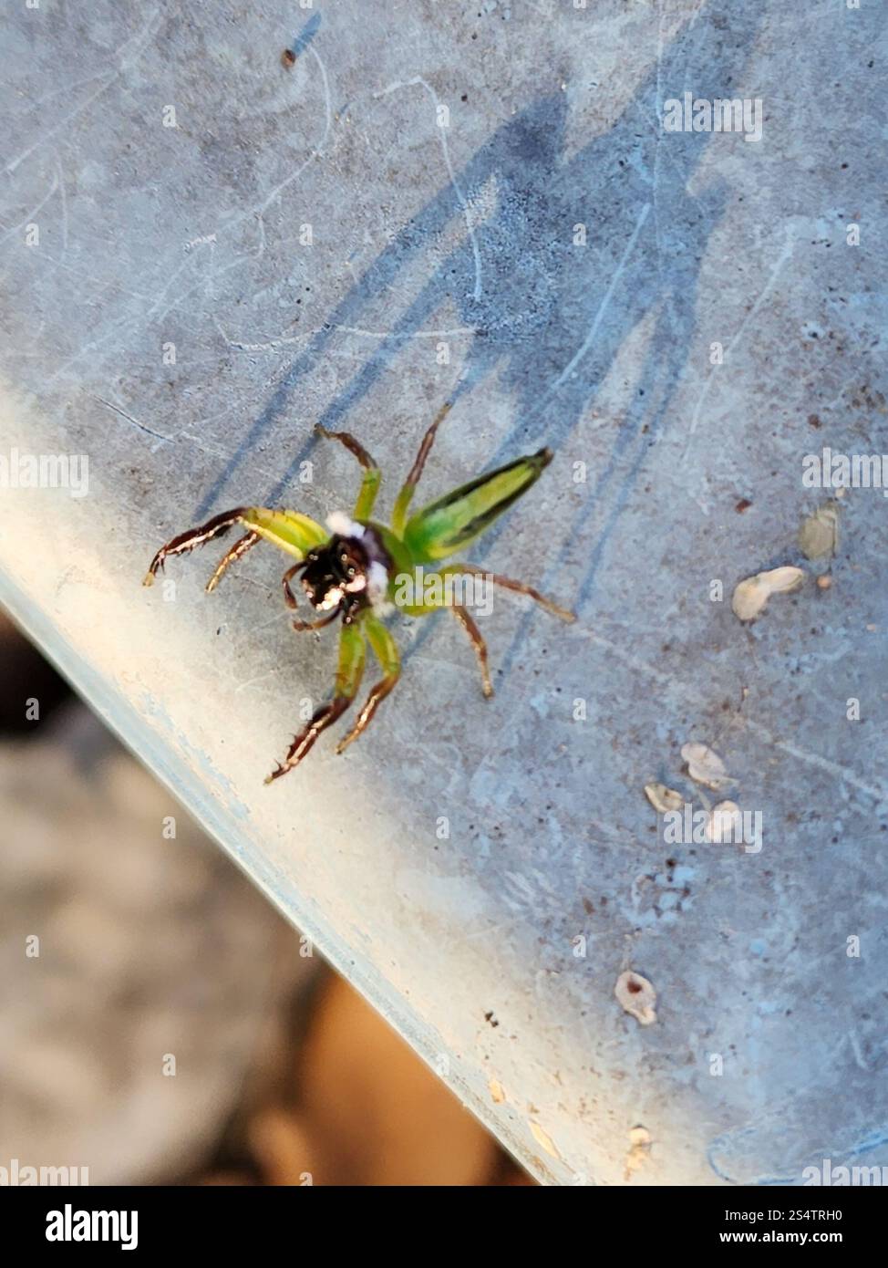 Green Jumping Spider (Mopsus mormon Stock Photo - Alamy