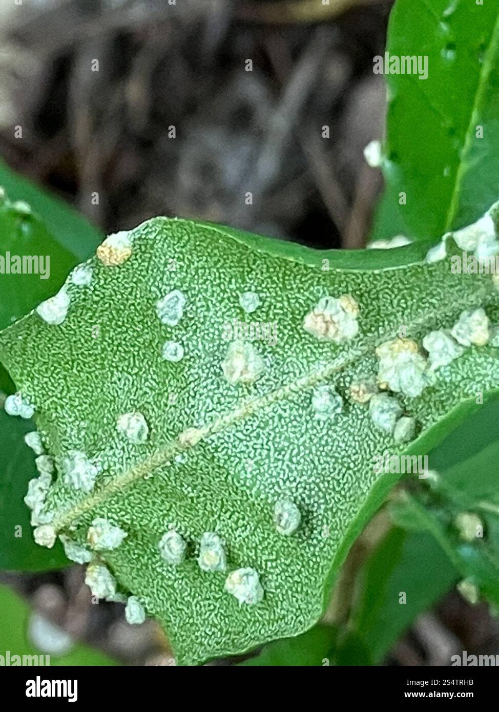 Gall and Rust Mites (Eriophyidae Stock Photo - Alamy