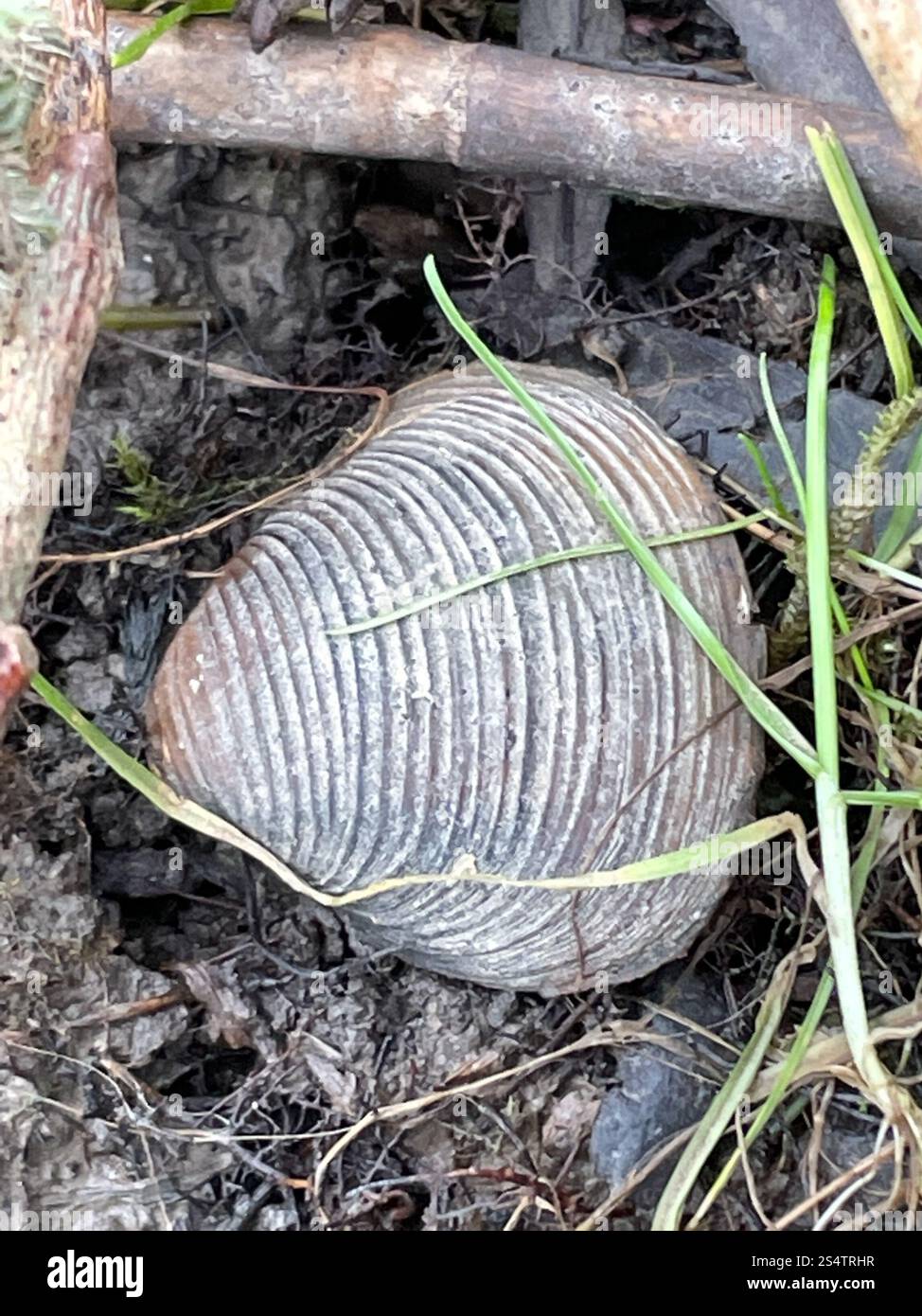 Asian Clam (Corbicula fluminea Stock Photo - Alamy