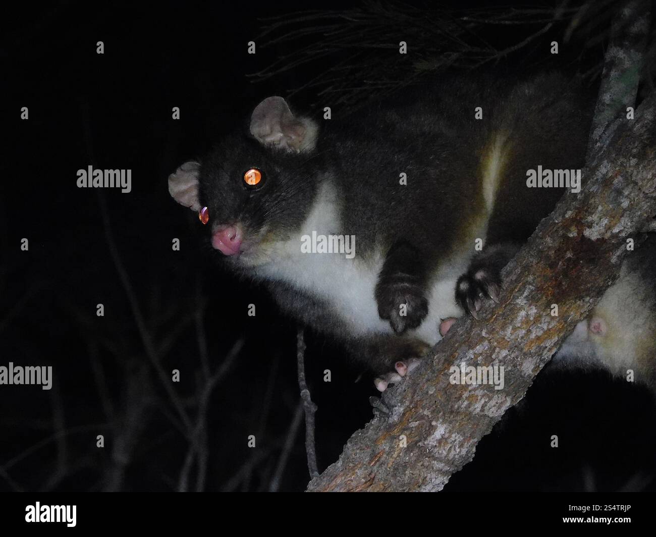 Common Ring-tailed Possum (Pseudocheirus peregrinus Stock Photo - Alamy