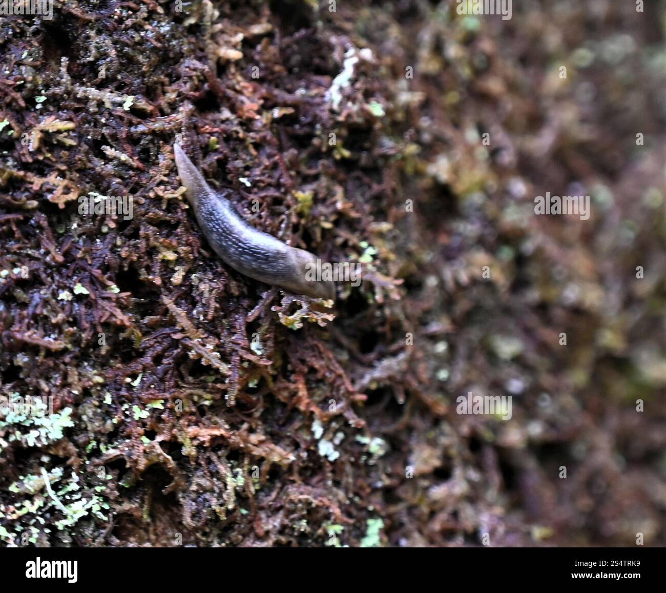 Tree slug (Lehmannia marginata Stock Photo - Alamy