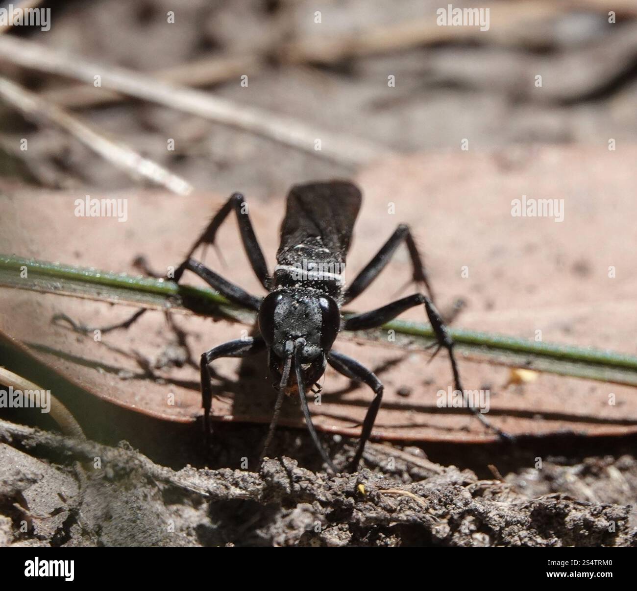 Spider Wasps (Pompilidae Stock Photo - Alamy