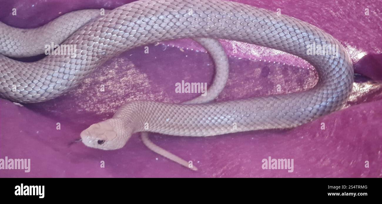 Eastern Brown Snake (Pseudonaja textilis Stock Photo - Alamy