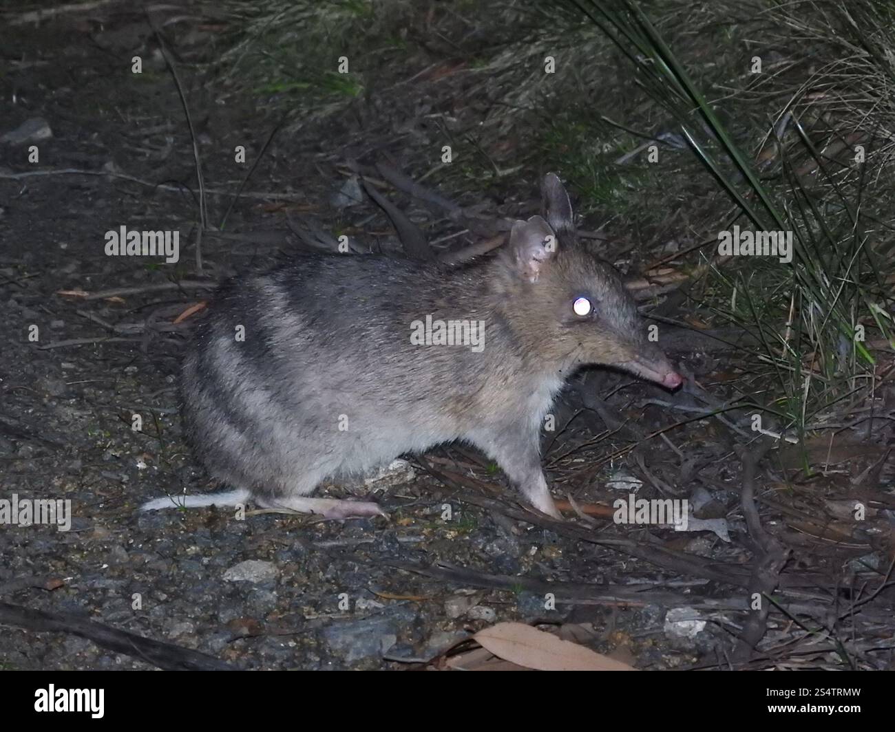 Eastern Barred Bandicoot (Perameles gunnii Stock Photo - Alamy
