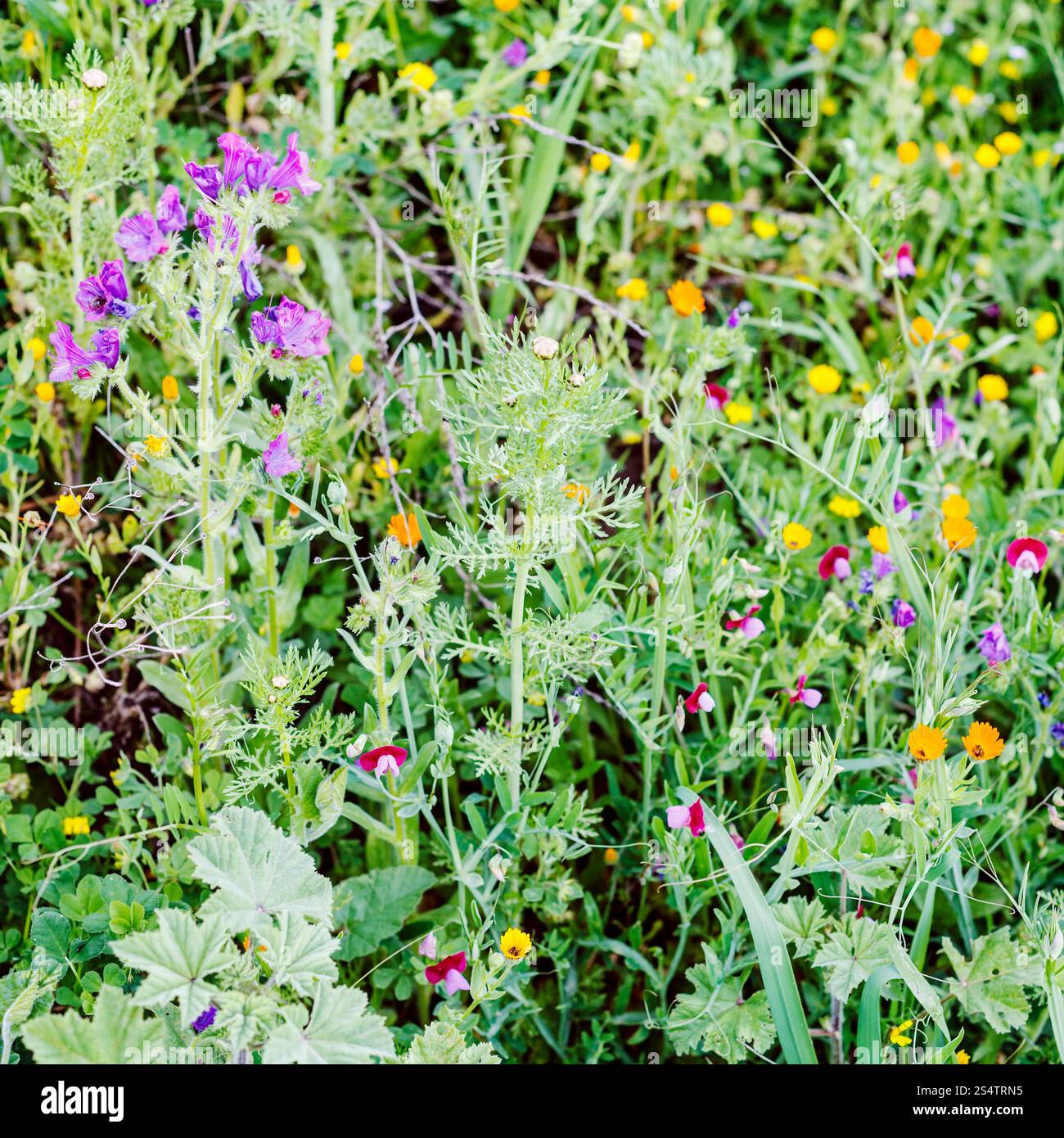 Meadow in spring flowering hi-res stock photography and images - Alamy