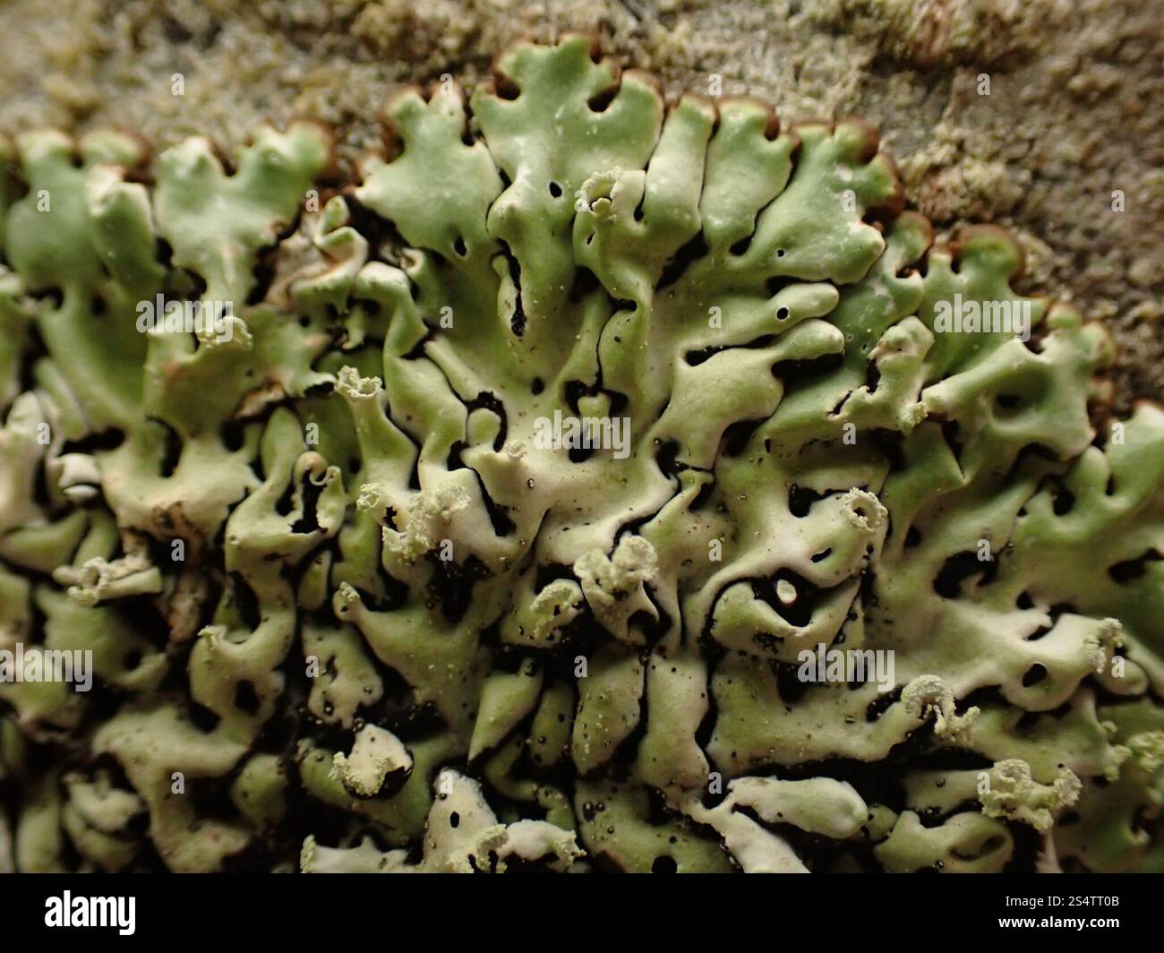 Tree Flute Lichen (Menegazzia subsimilis Stock Photo - Alamy