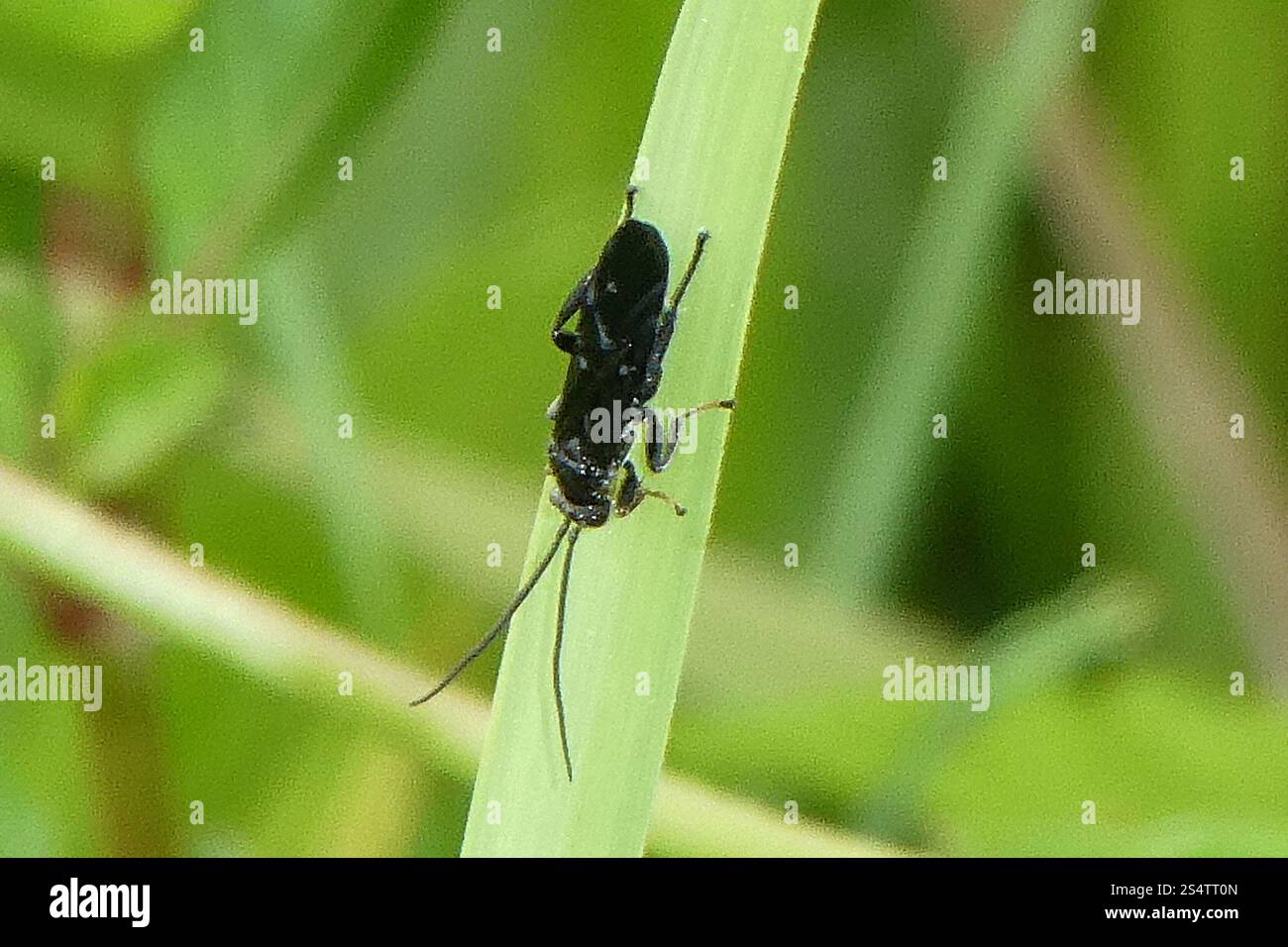 Ants, Bees, Wasps, and Sawflies (Hymenoptera Stock Photo - Alamy
