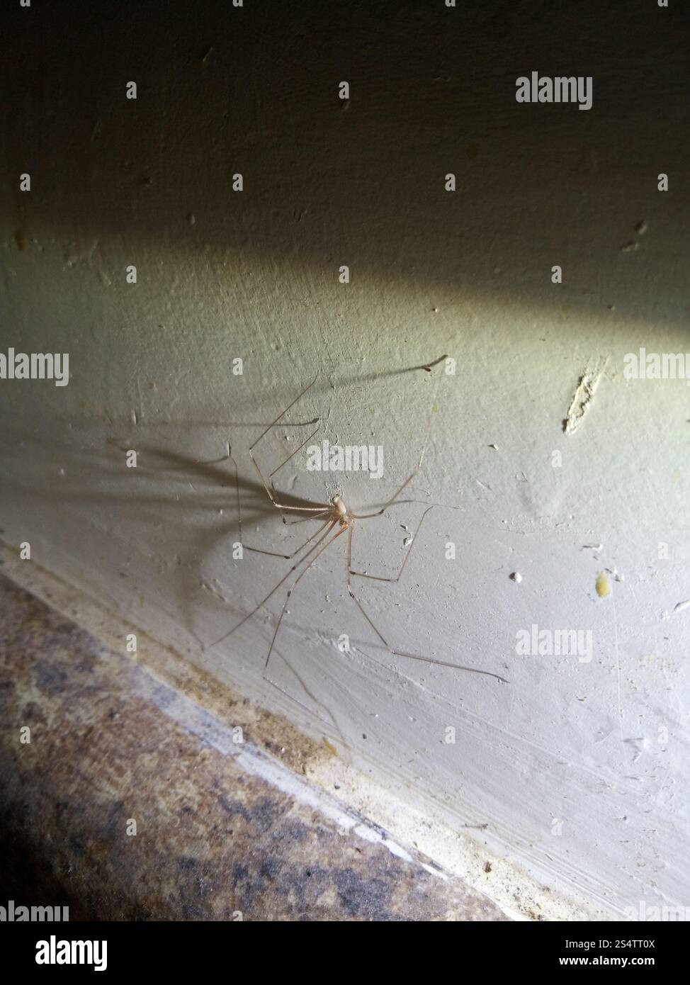 Long-bodied Cellar Spider (Pholcus phalangioides Stock Photo - Alamy